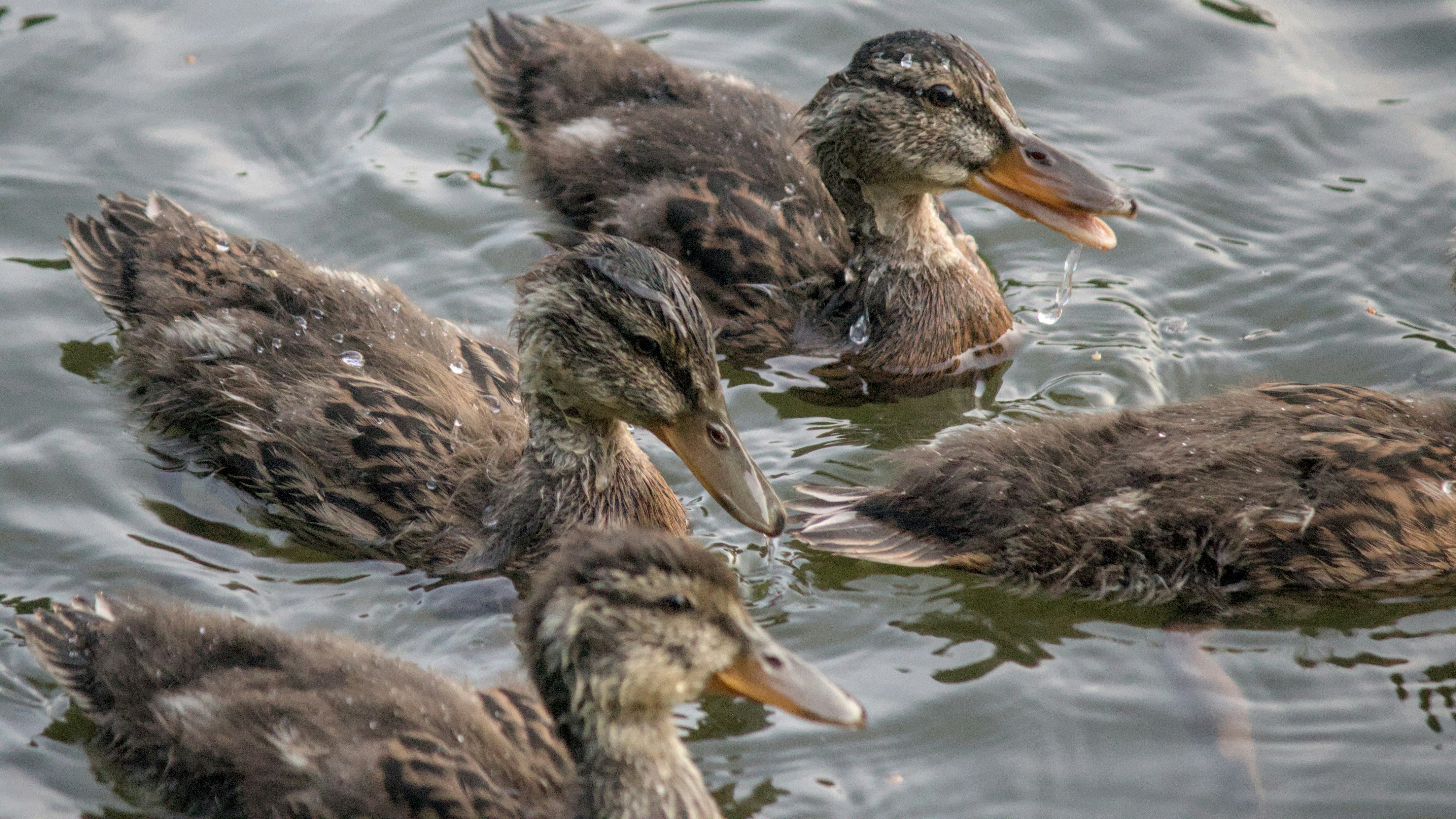 Harmony in Motion: A Duckling Gathering