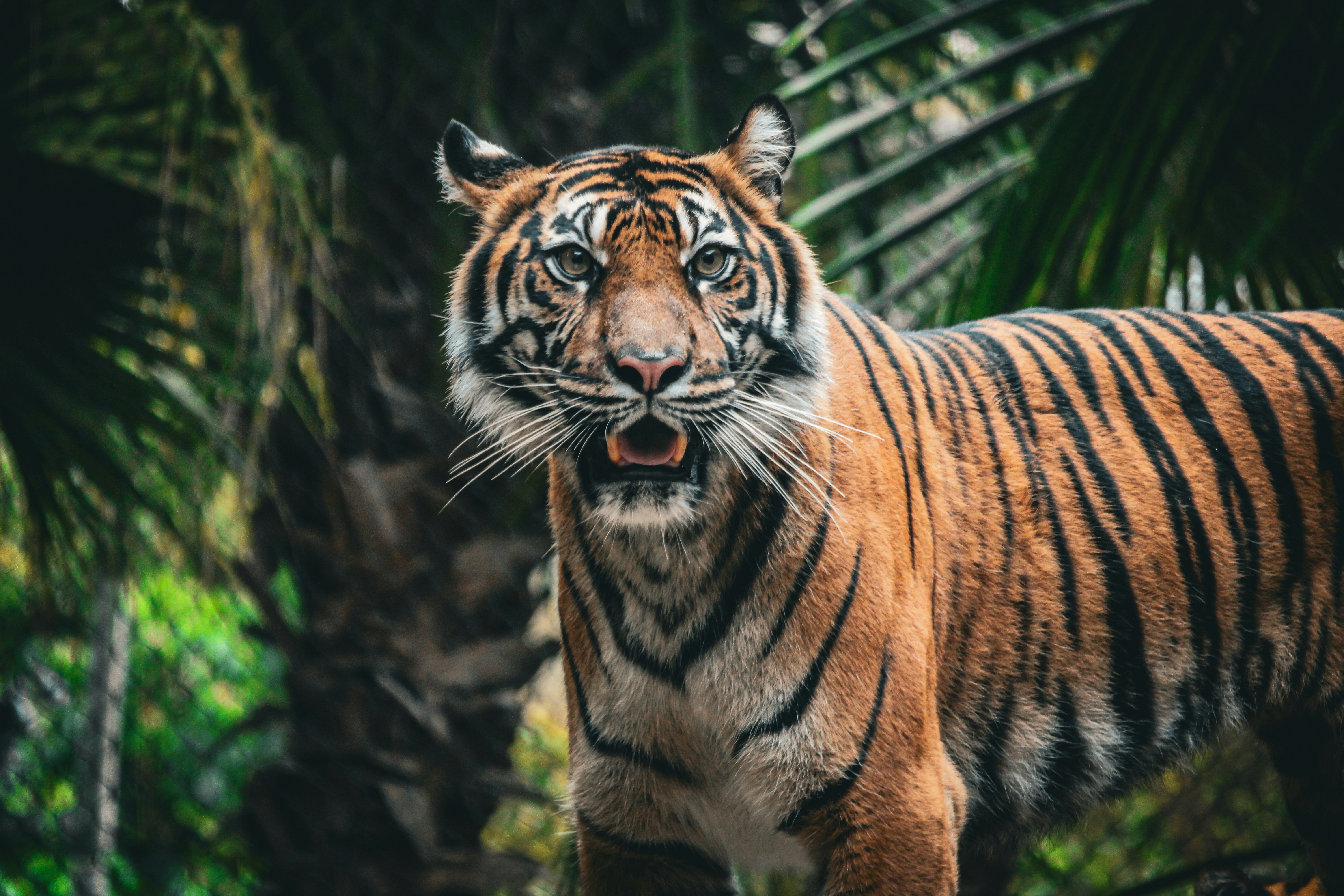 A Bengal tiger stands poised amidst verdant foliage, showcasing its striking orange and black stripes. The scene captures the essence of wildlife in its natural environment.