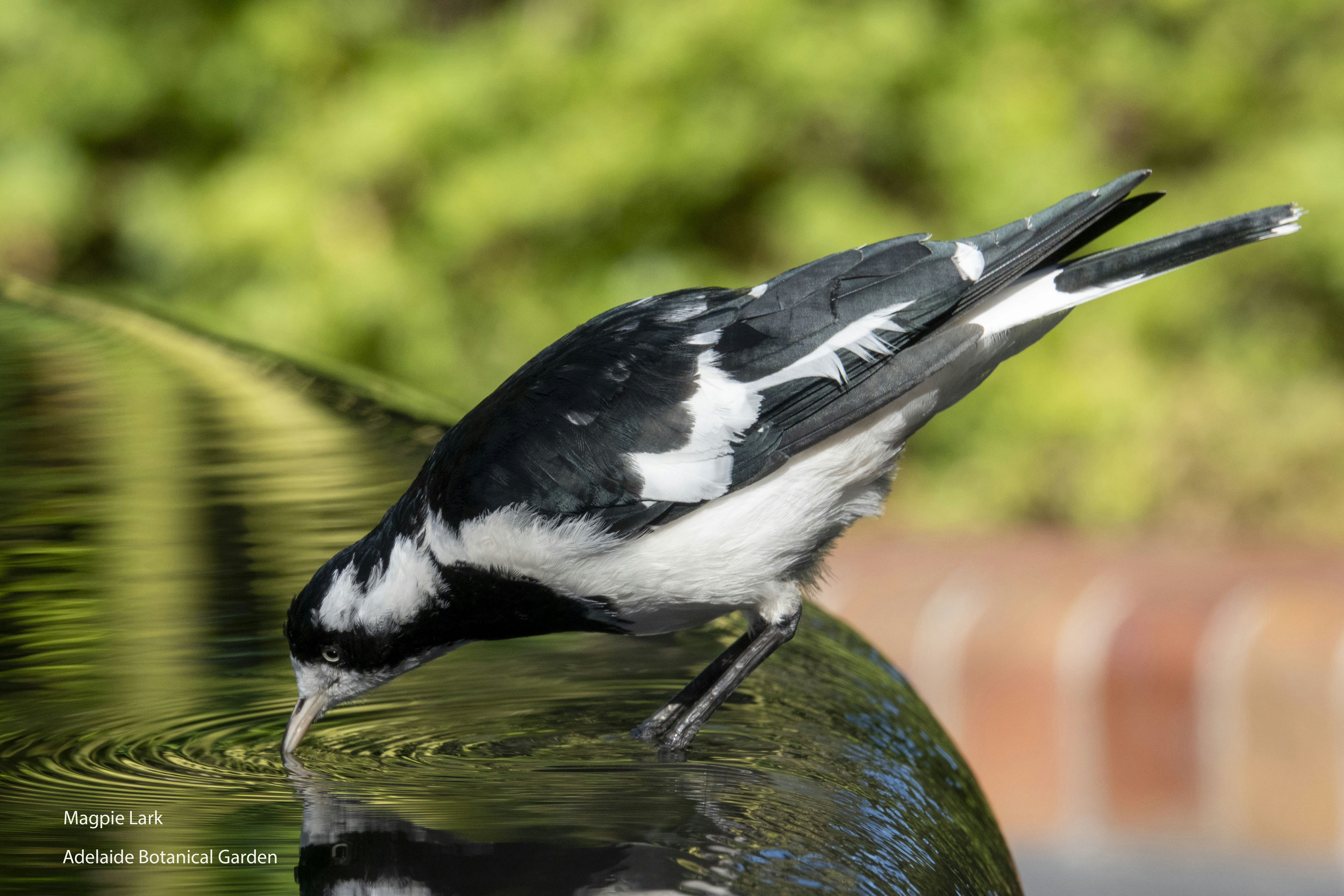 A Moment of Reflection: The Magpie Lark's Curiosity