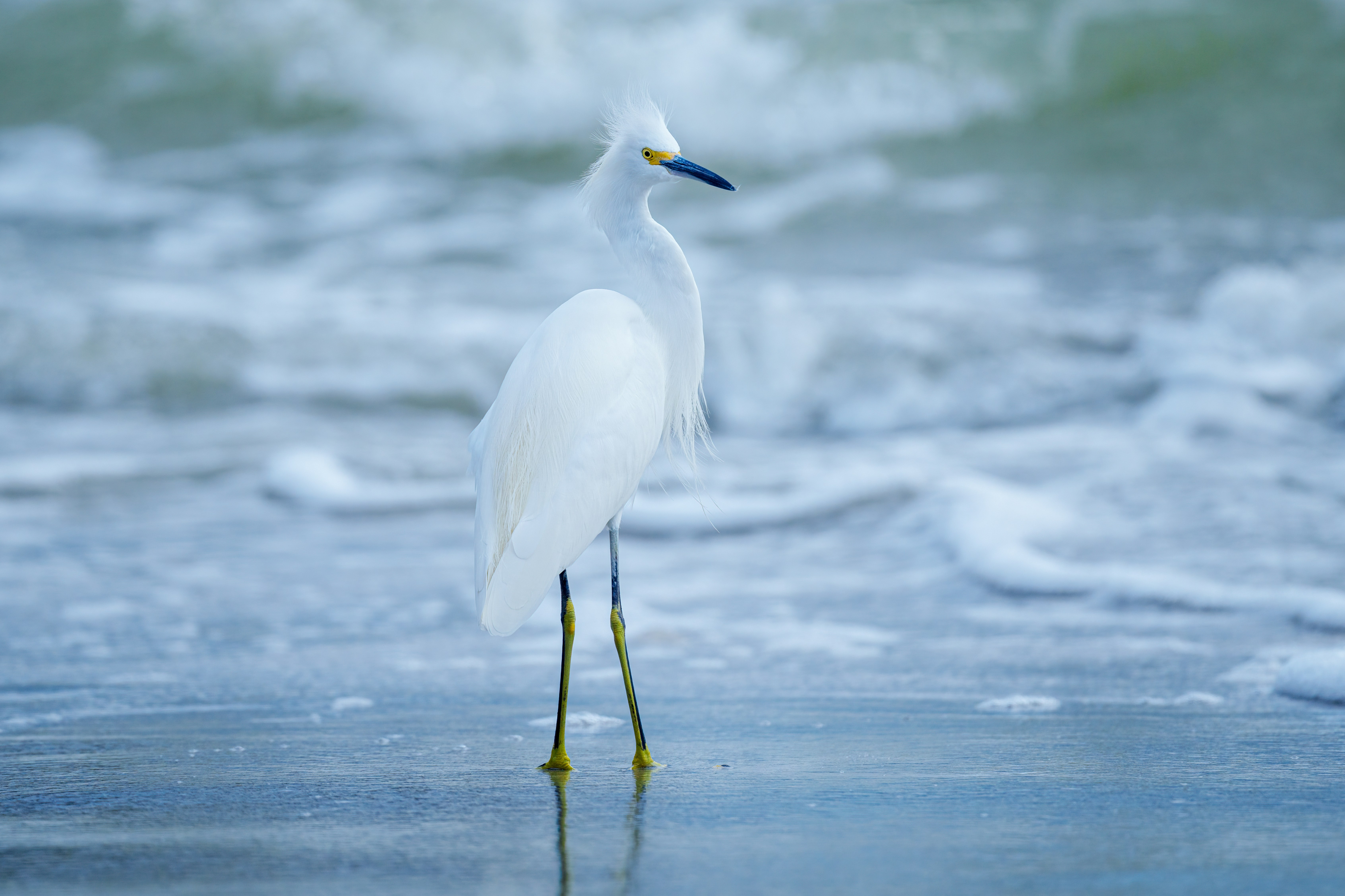 Lone Egret at the Surf's Edge in Quiet Blue Light