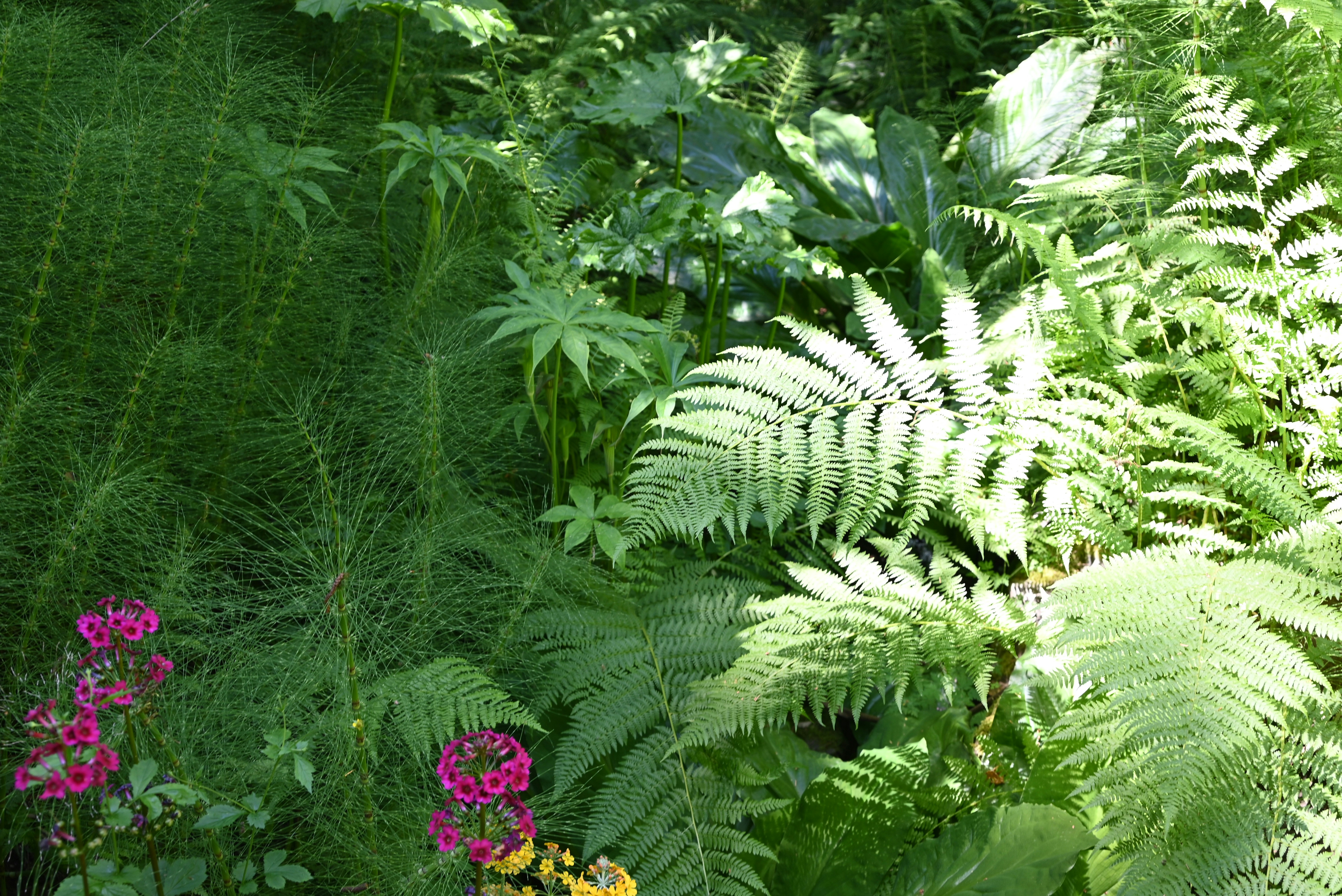 Vibrant ferns and delicate flowers intertwine in a sunlit forest setting, showcasing the rich diversity of plant life.