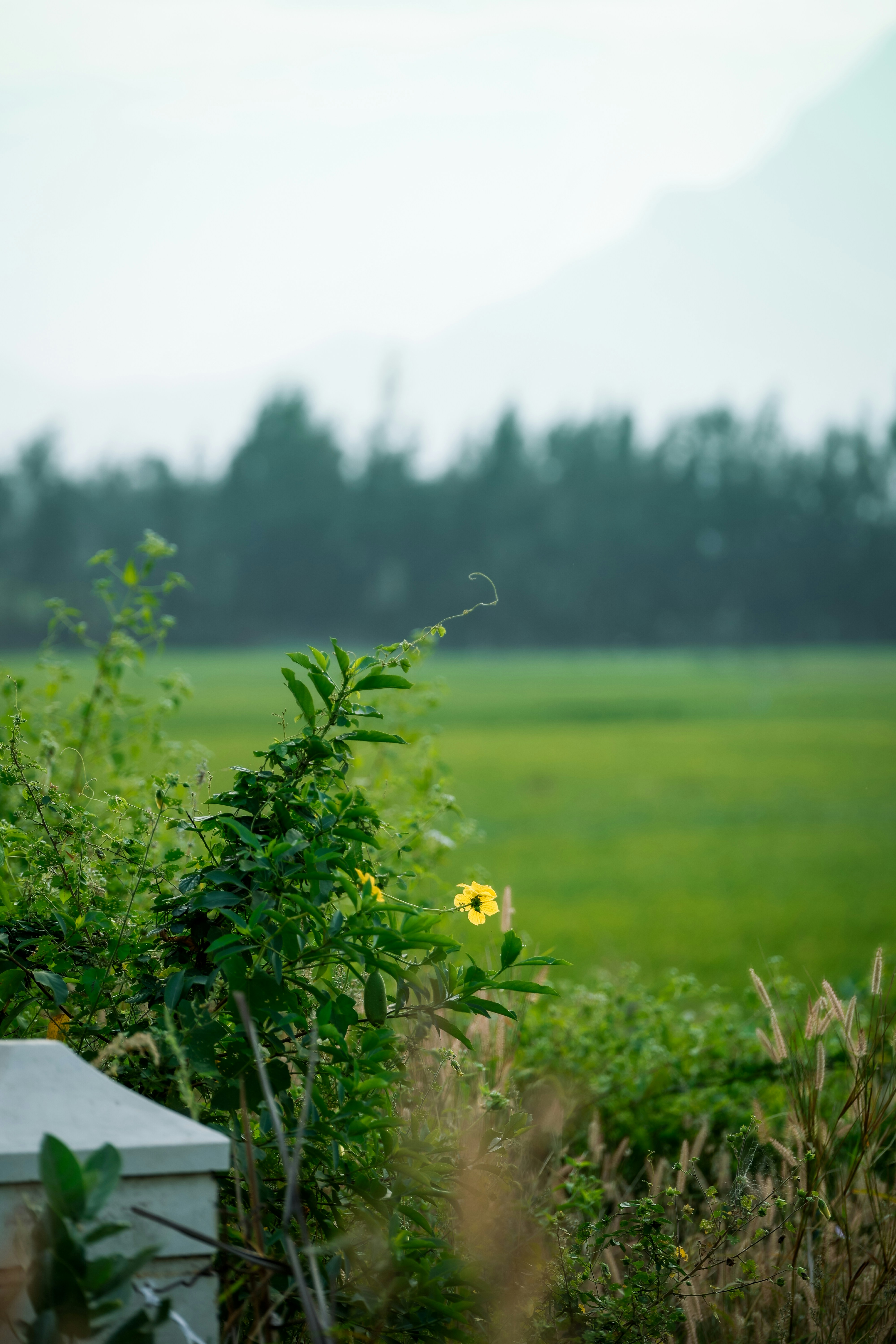 Whispers of Nature: A Floral Embrace in the Green Expanse