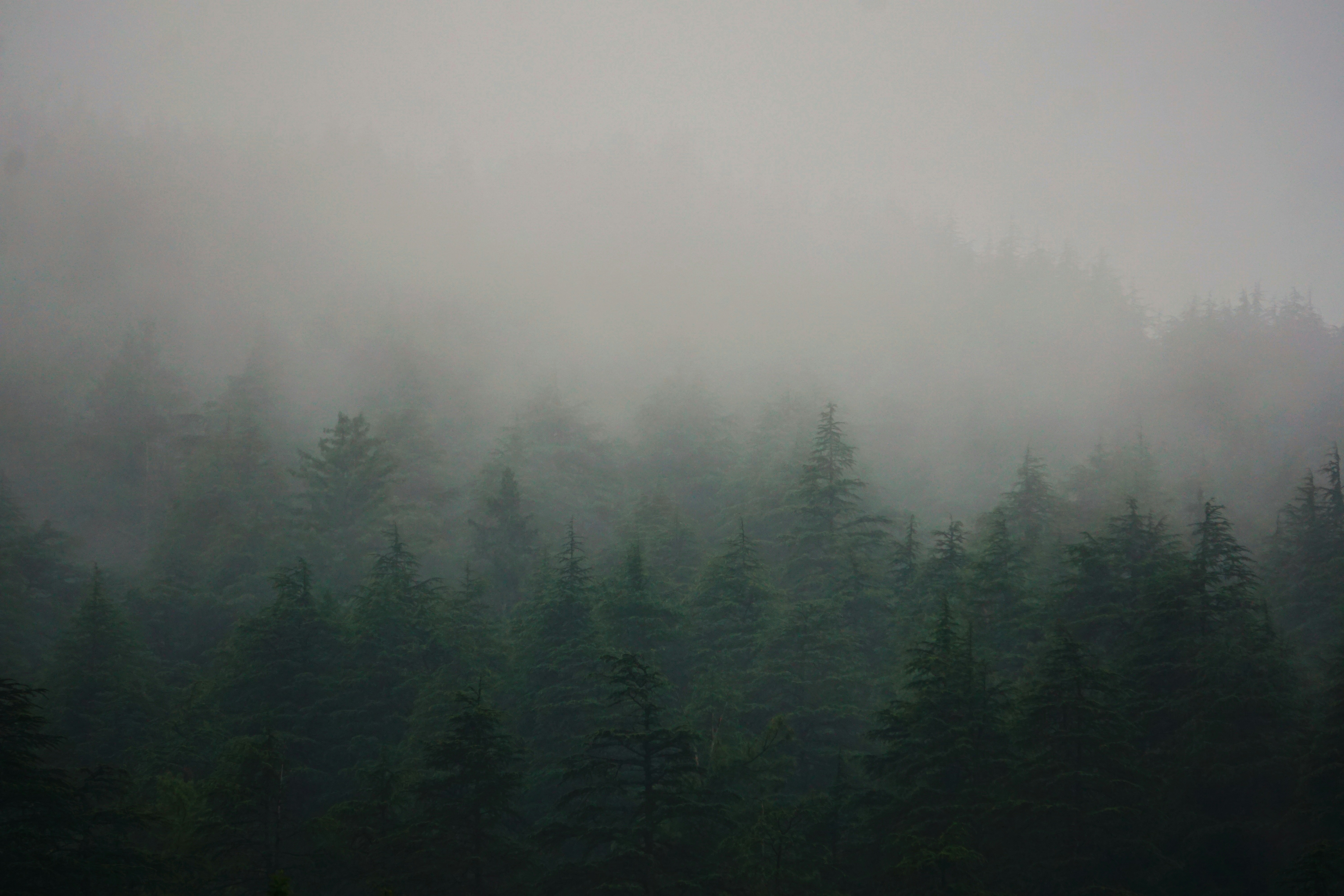 Dense evergreen forest shrouded in a veil of mist, creating an ethereal atmosphere. The interplay of fog and trees evokes a sense of tranquility.