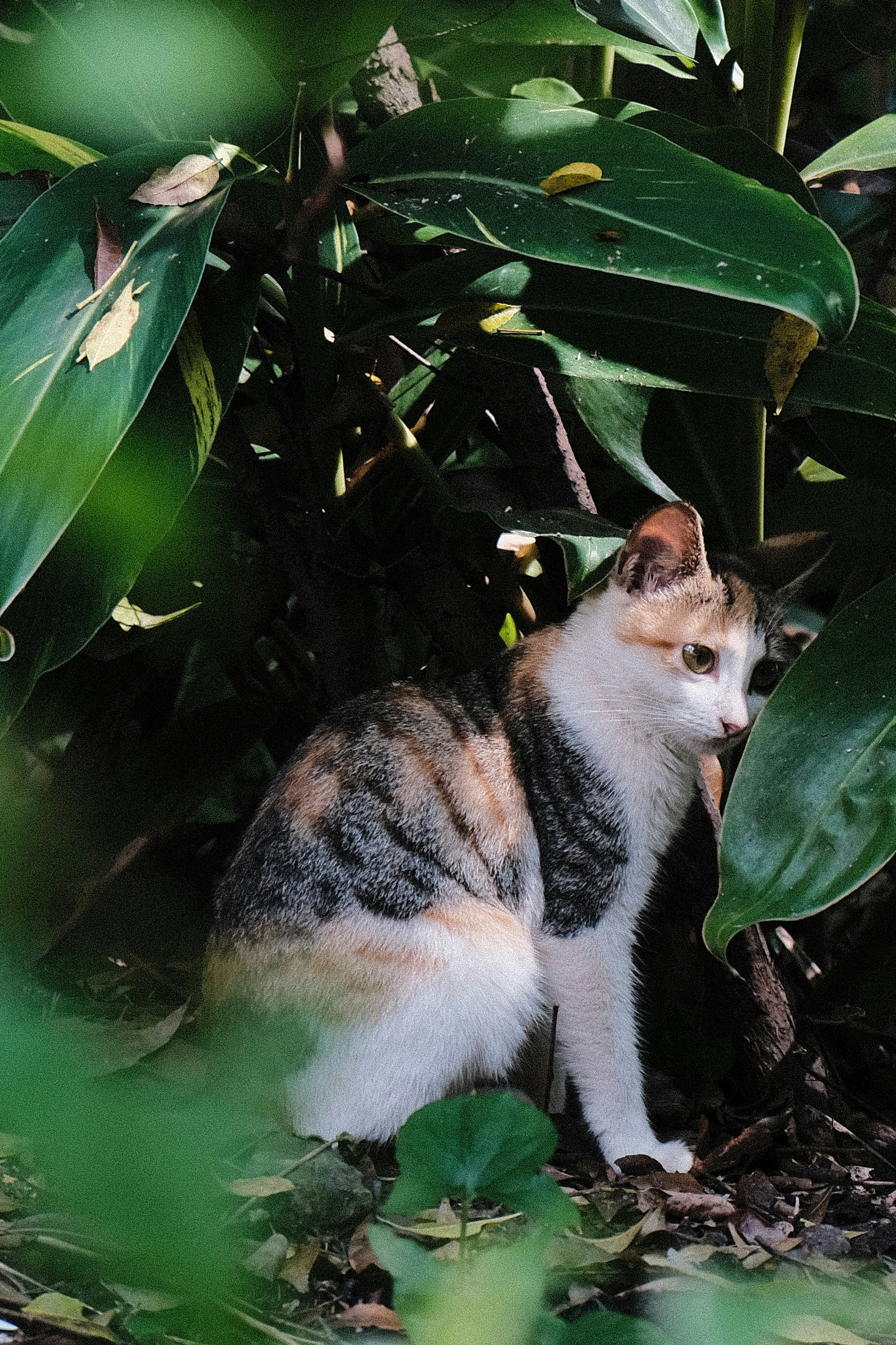 Calico Watcher Amid Jungle Foliage
