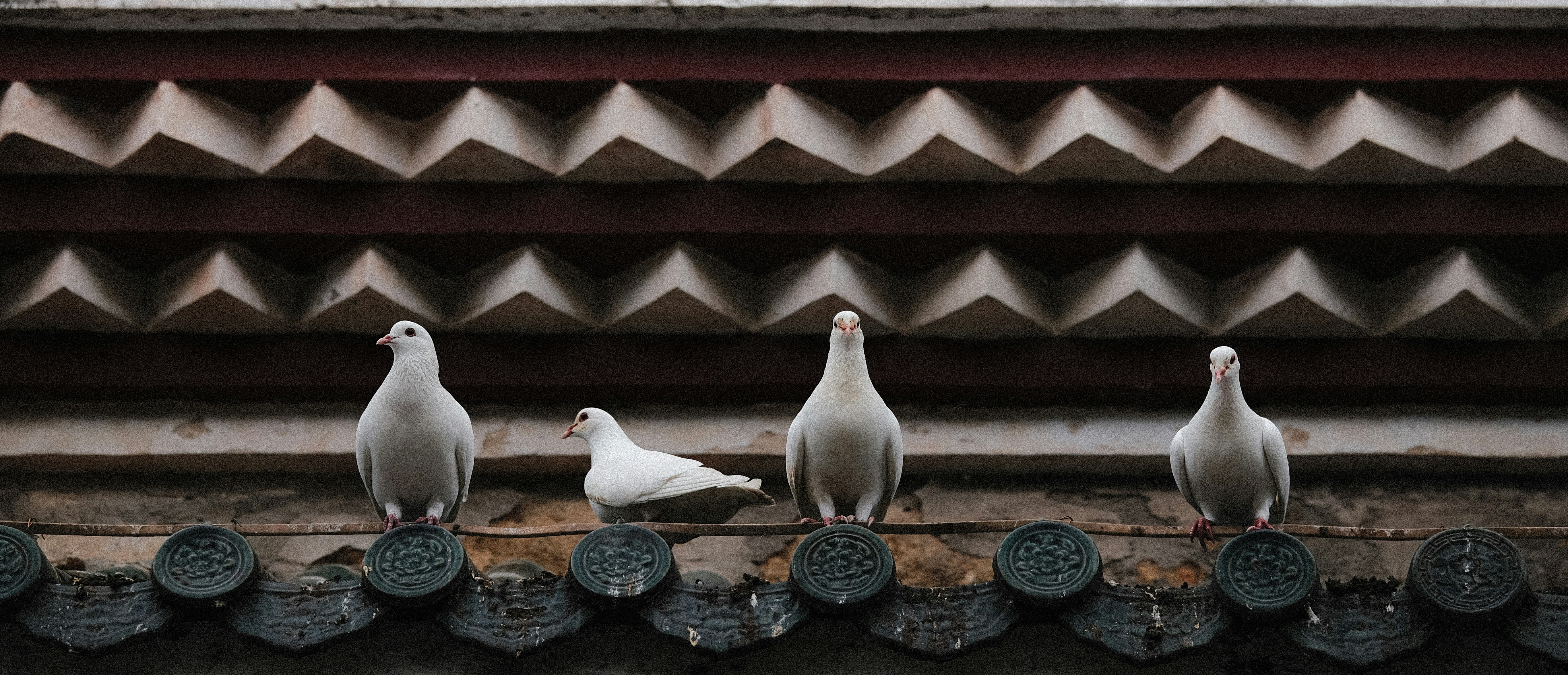 Four white doves perched on a roof. photo – Free Animal Image on Unsplash