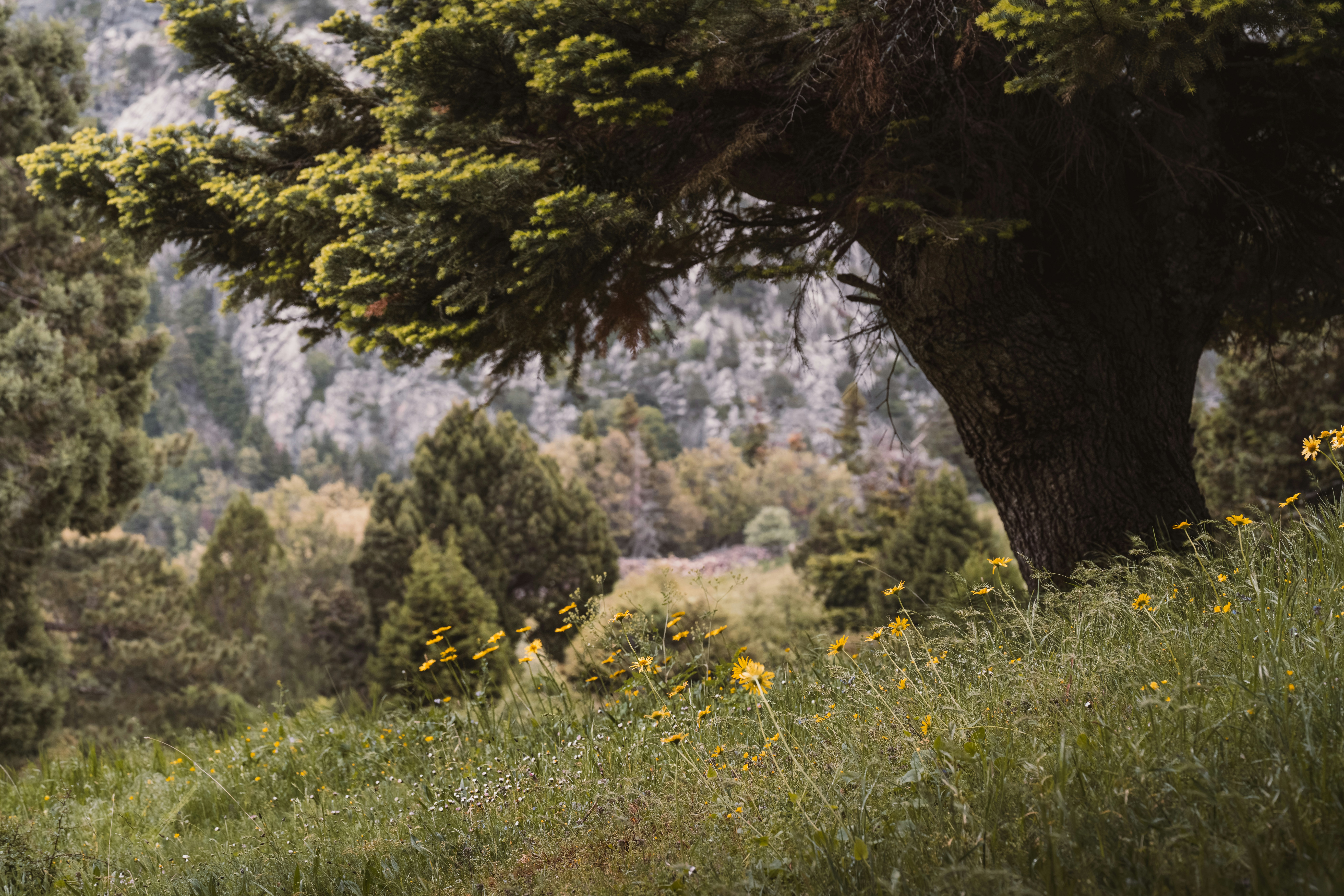 Trees and greenery dominate a peaceful mountain landscape. photo – Free ...