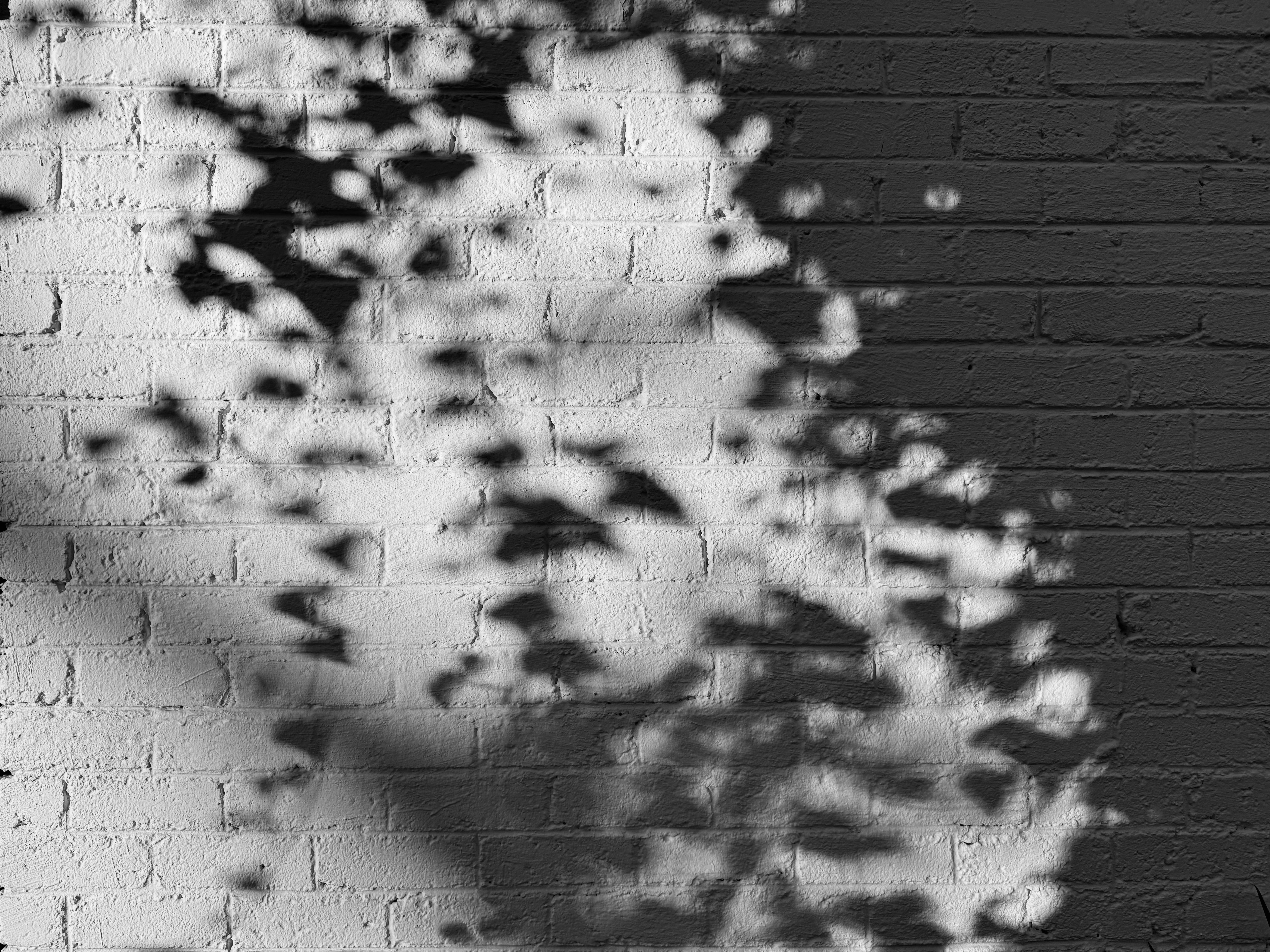 Whispers of Shadows on Brick
