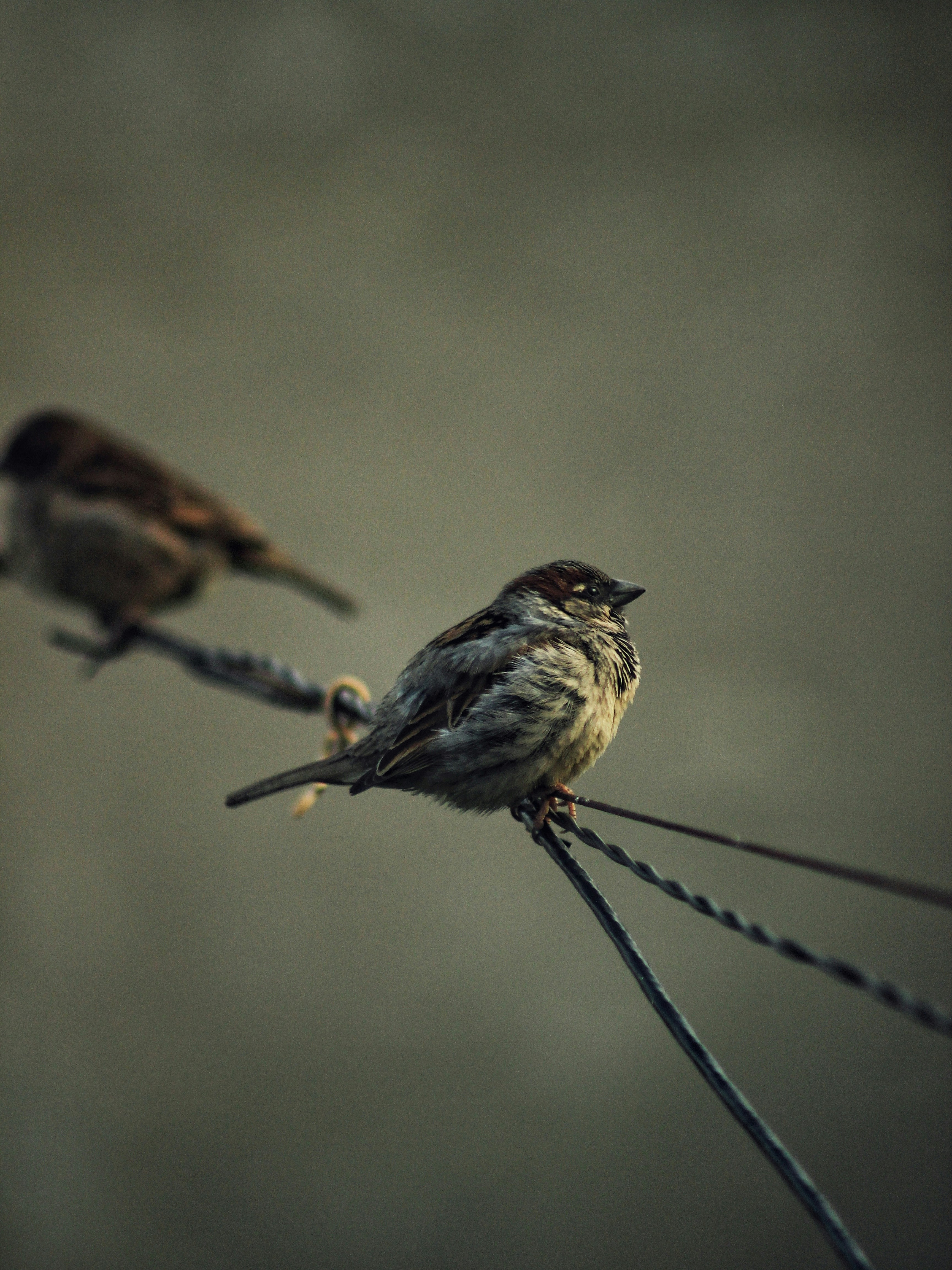 Twilight Perch: A Sparrow on Weathered Wire