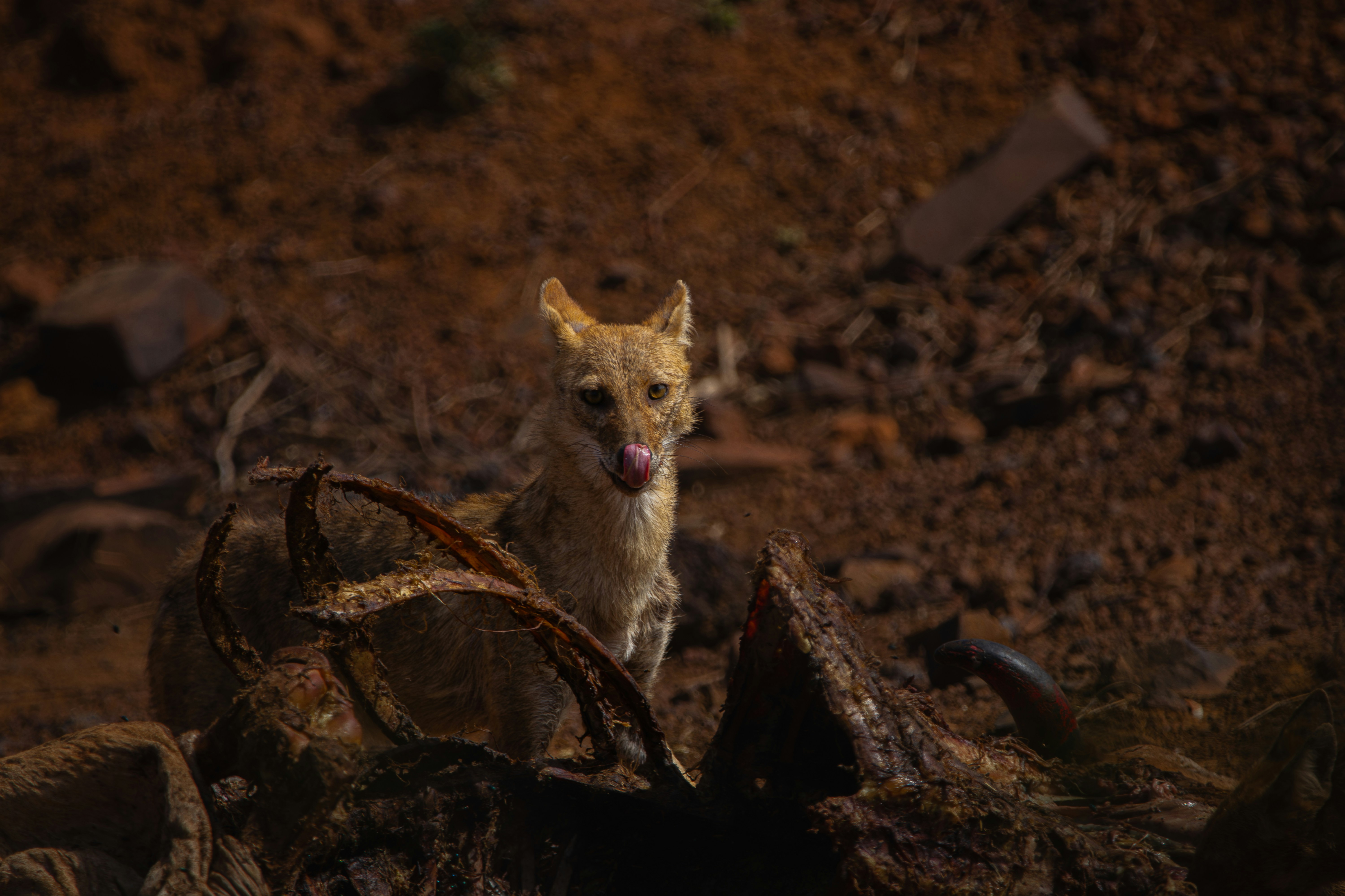 A golden jackal peers out from behind some scraps.