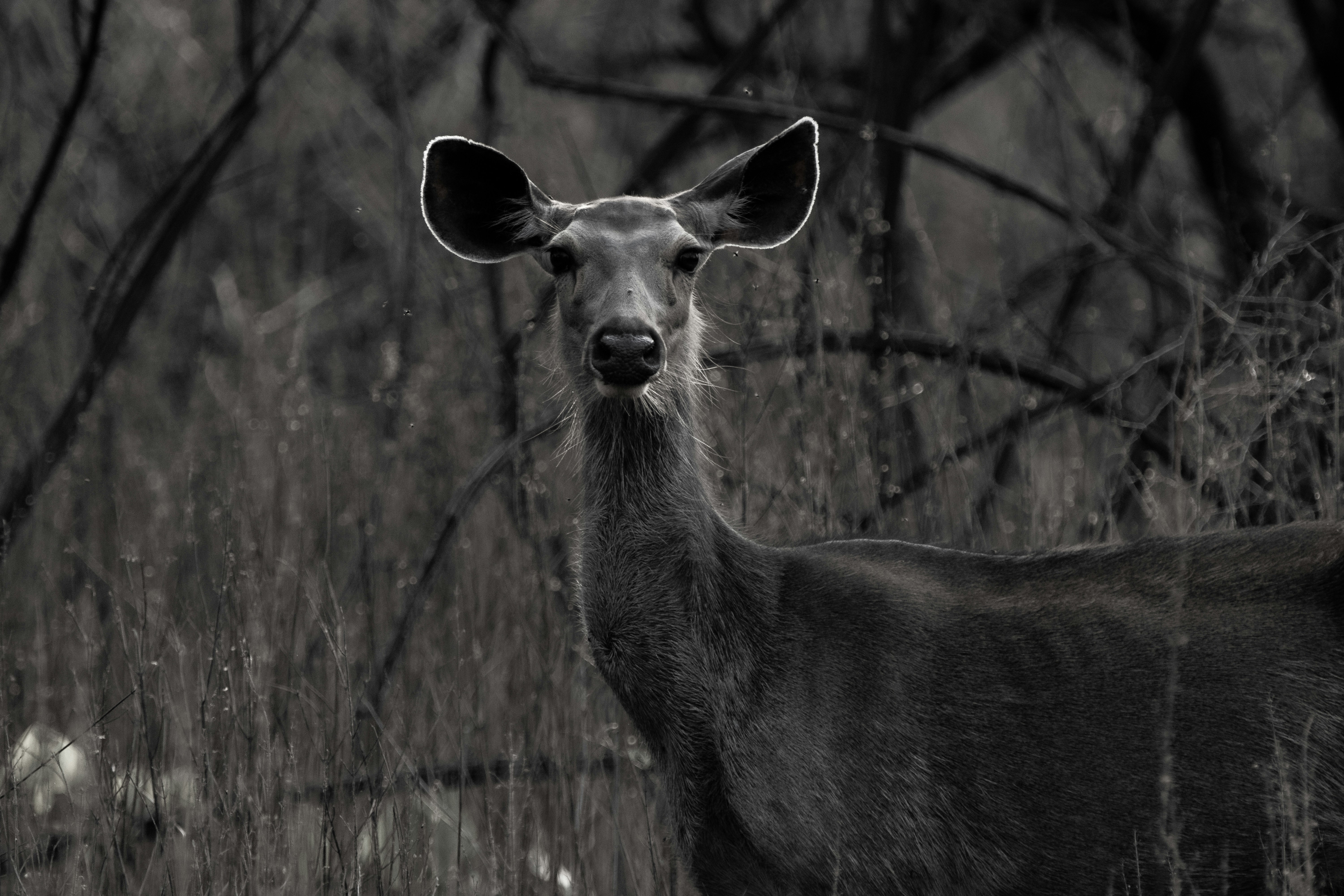 A deer stands in a forest, looking at the camera.