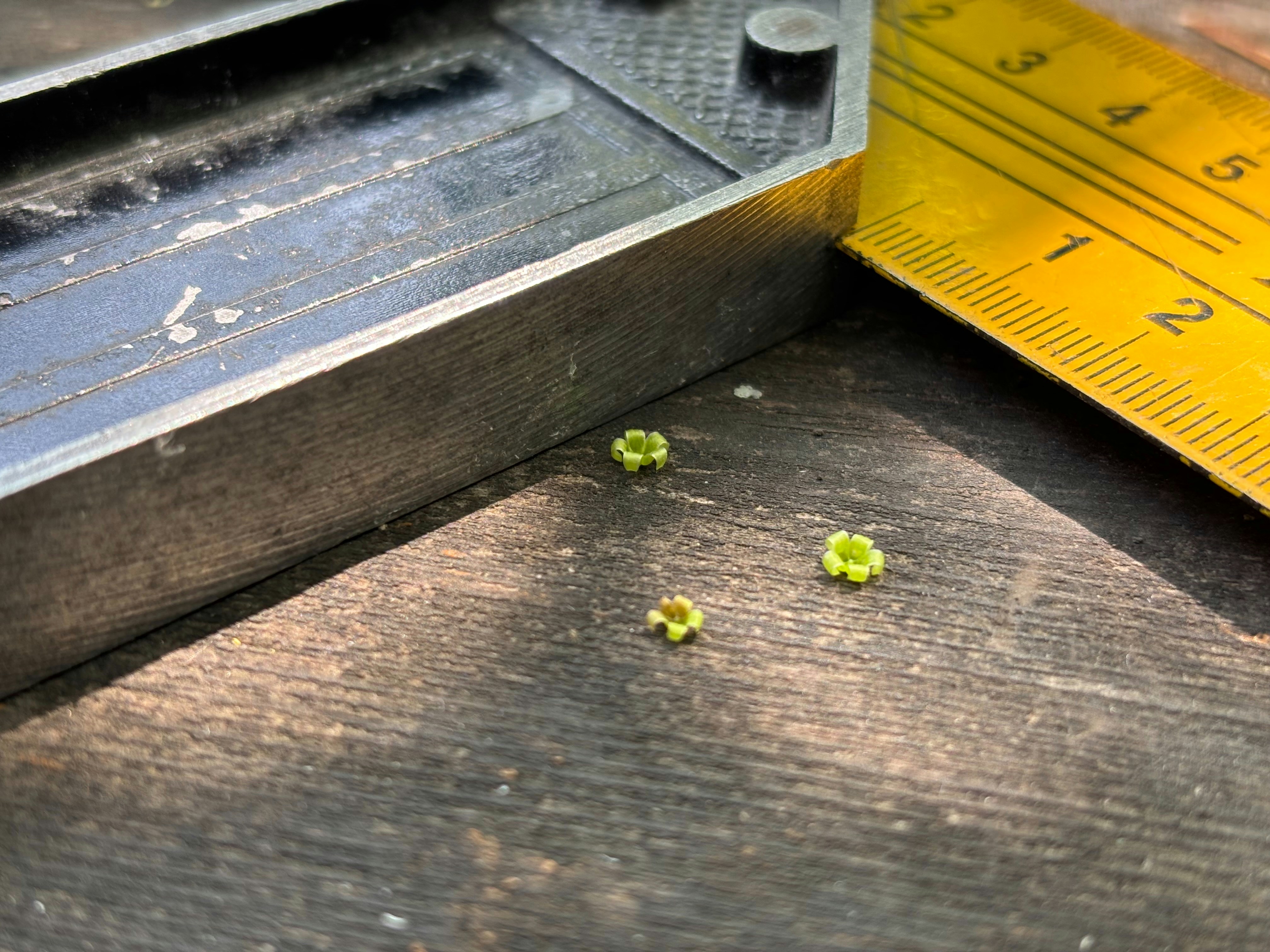 Nature's Tiny Wonders: A Close-Up Study