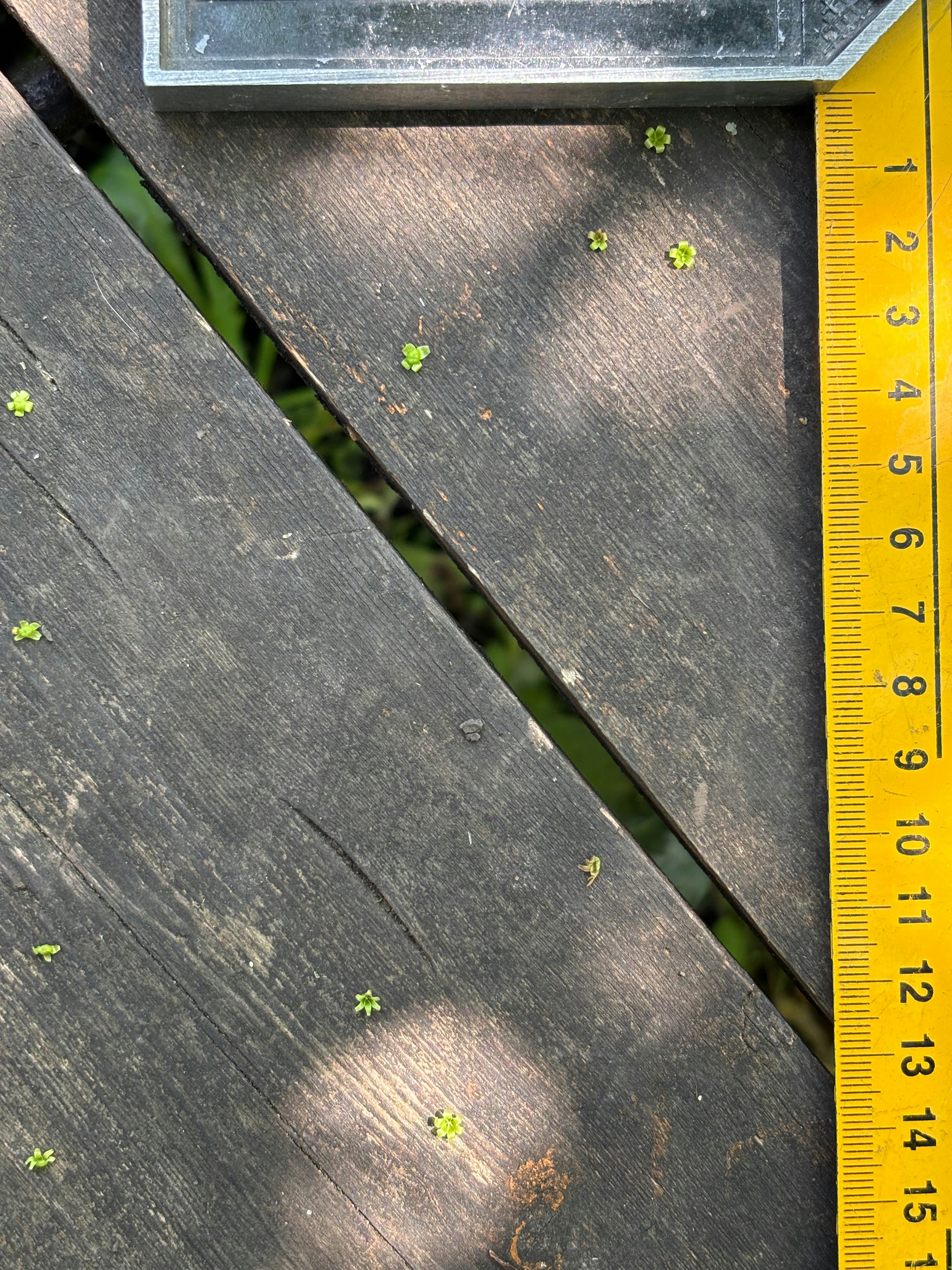 Measuring tiny plants with a ruler on a wooden surface. photo – Free ...