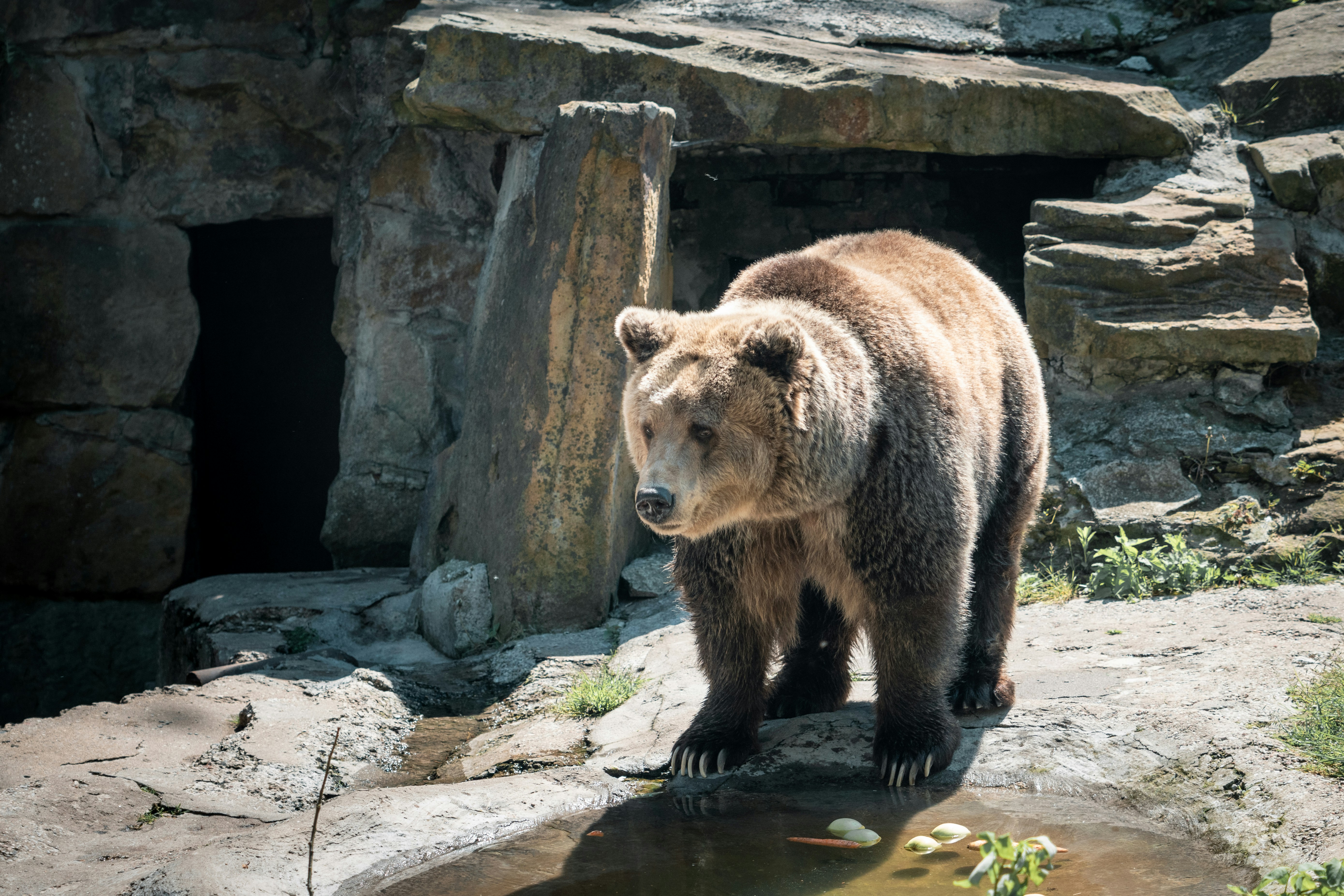 A brown bear stands near a rocky cave. photo – Free Zoo Image on Unsplash