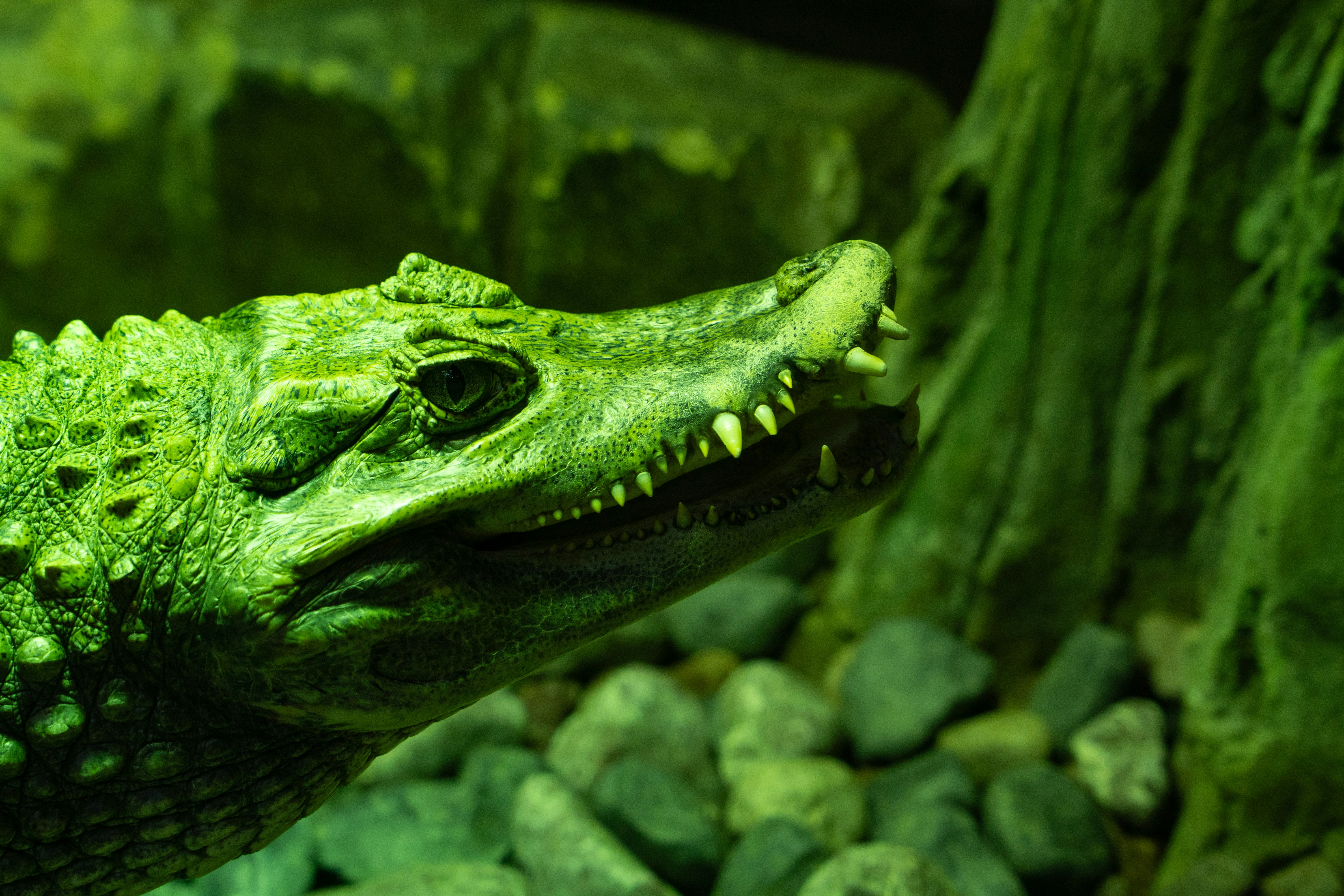 Emerald Gaze: Close-Up Crocodile Under Neon-Green Light