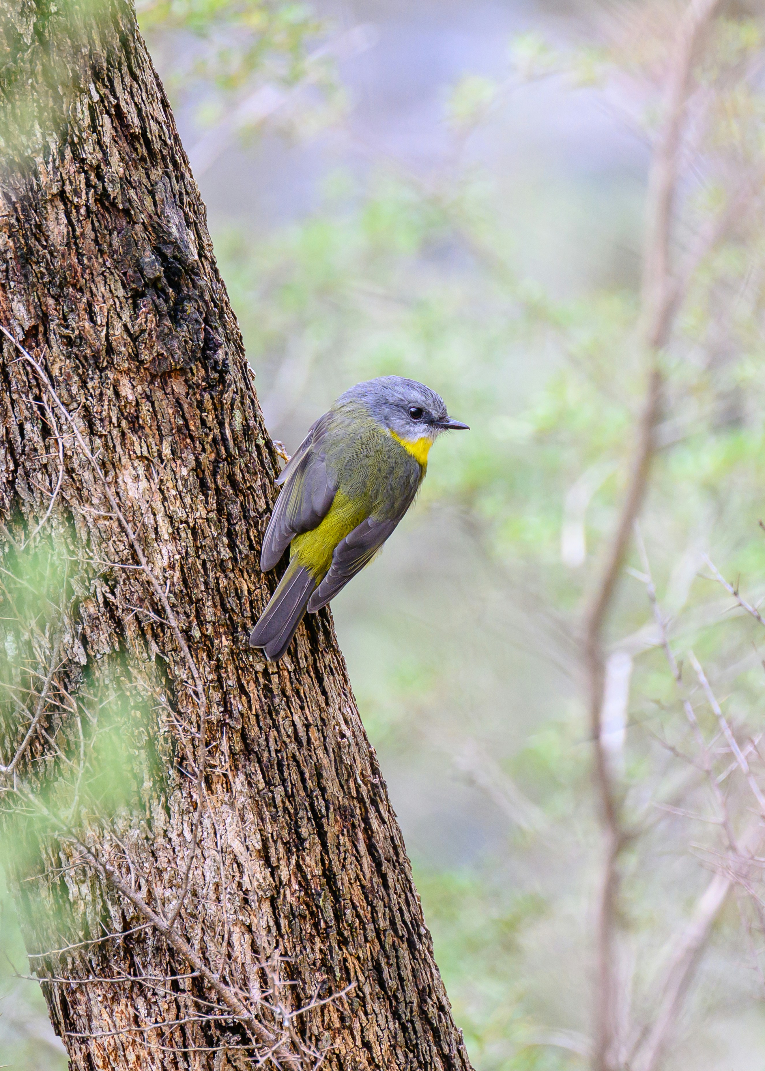 Eastern yellow robin, Victorian High Country, Australia. 💛