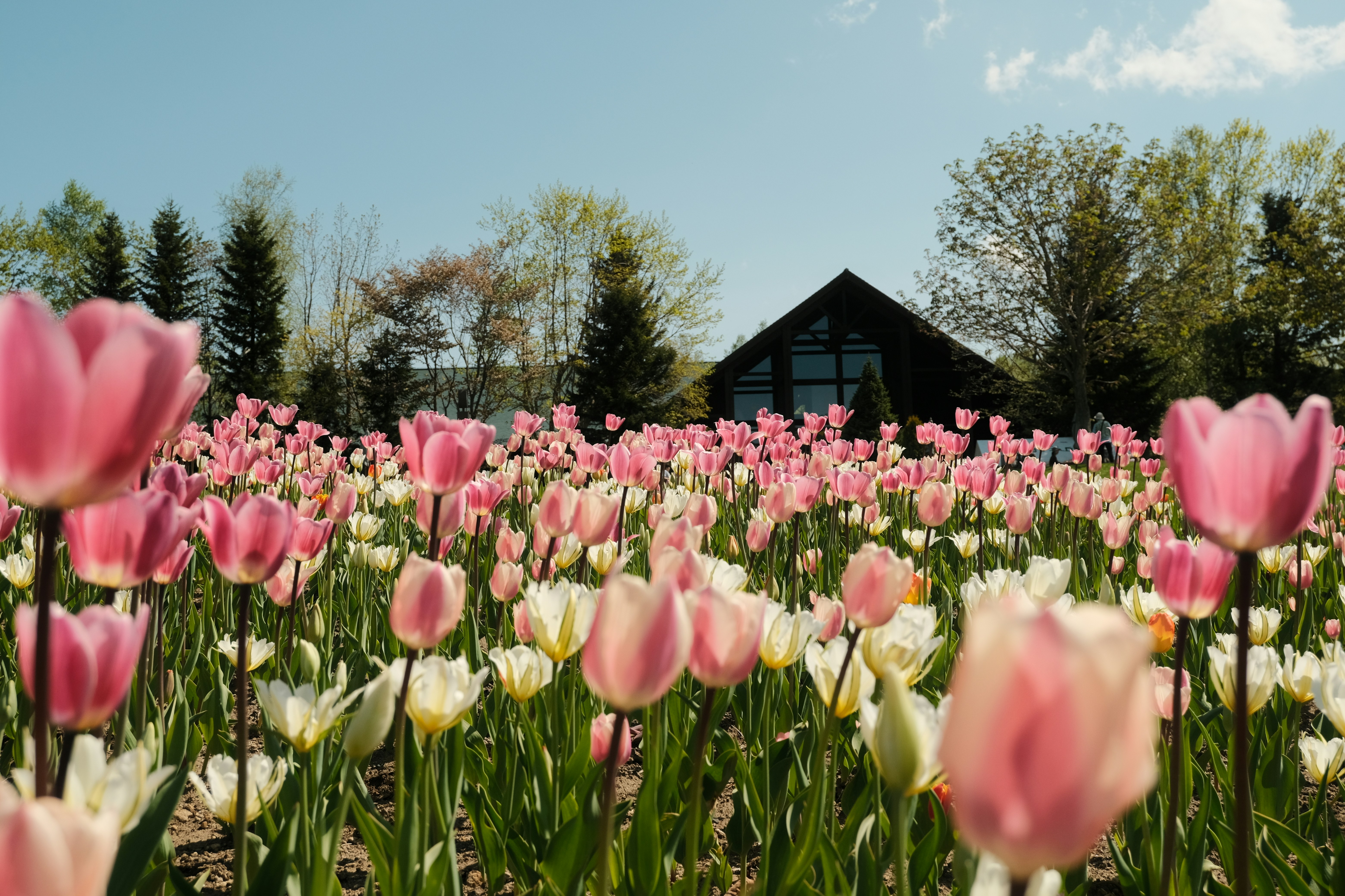 A-Frame Amid a Sea of Pink Tulips