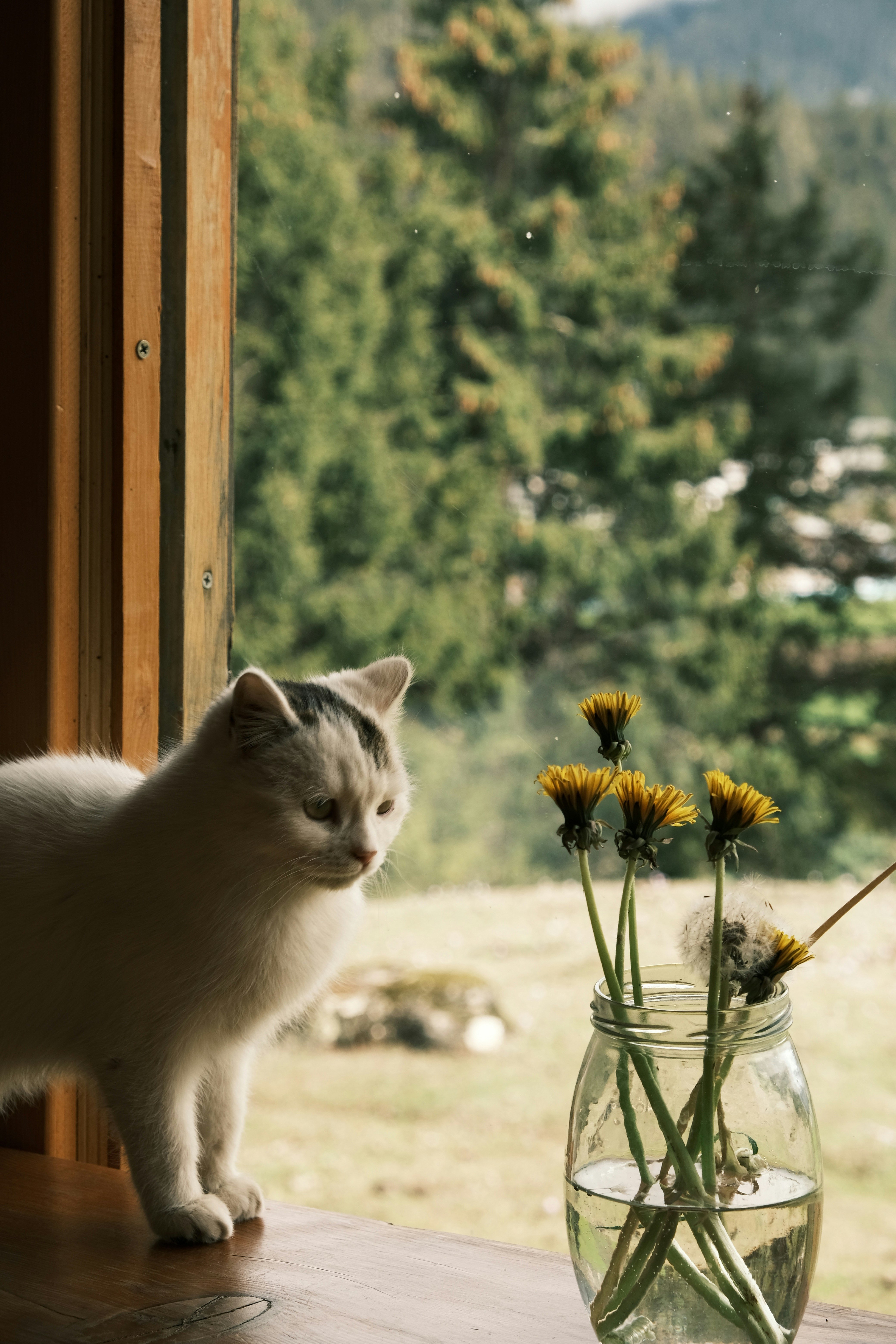 Window-Side Whimsy: A Cream Kitten and a Jar of Dandelions