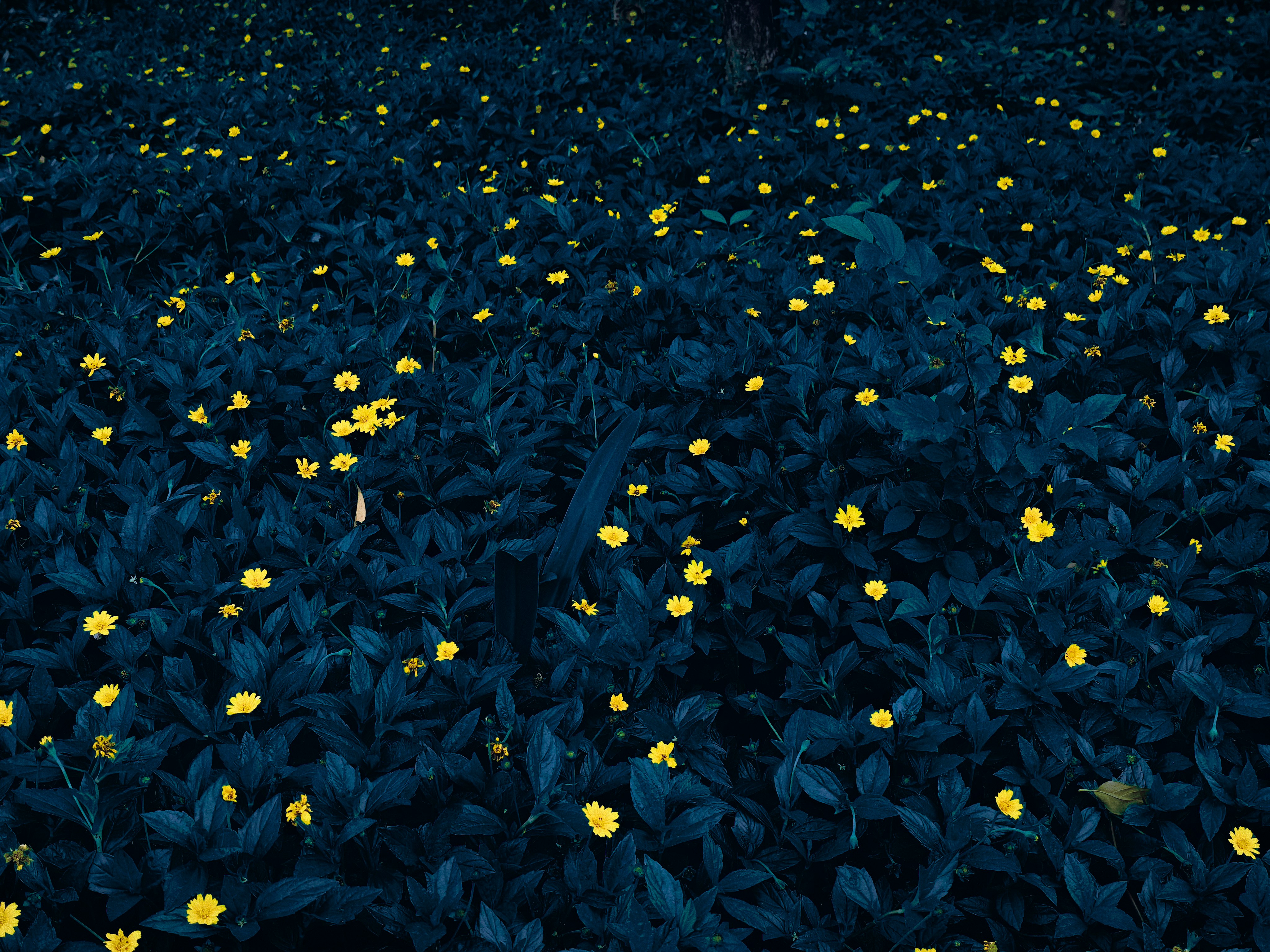 A serene field of small yellow flowers peeking through dense, dark green foliage. Shot during a quiet moment in the late afternoon, this image captures the understated harmony between light and shadow, with yellow petals adding cheerful contrast to the cool-toned leaves. Perfect for themes of calm, growth, and natural rhythm.