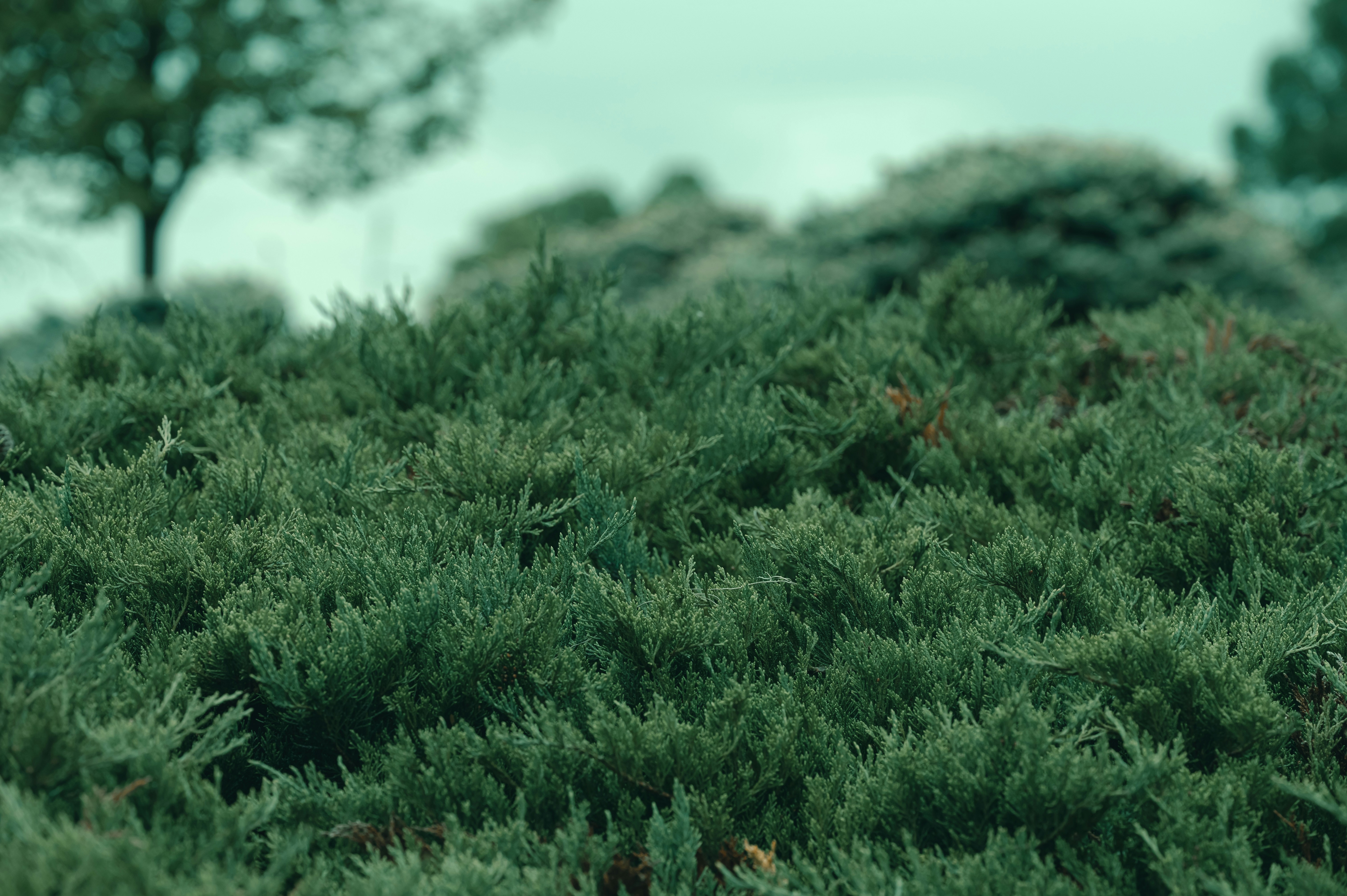 Dense green foliage creates a textured landscape, with subtle variations in color and depth. The scene evokes a sense of tranquility and connection to nature.