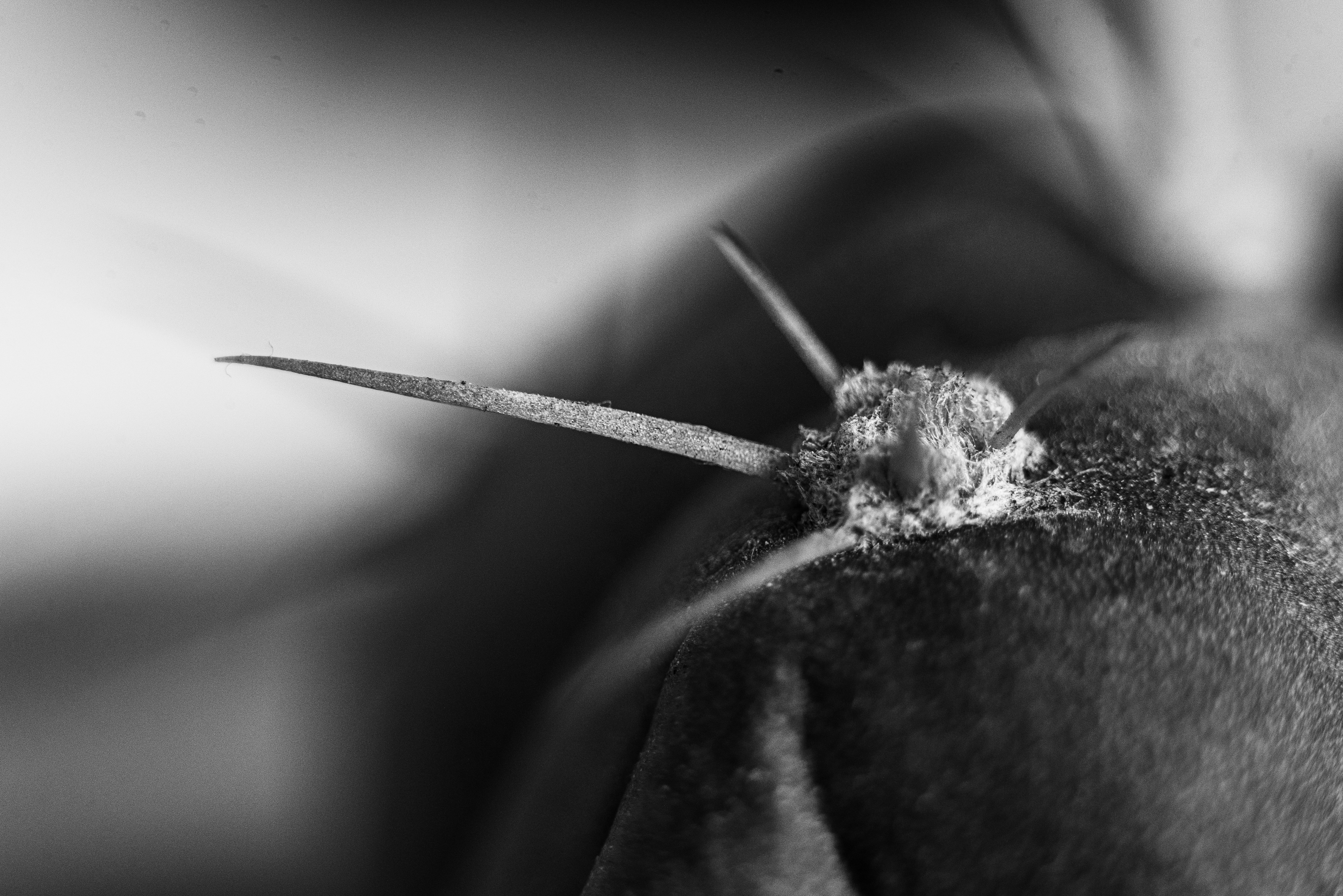 Intricate Details of Nature's Armor