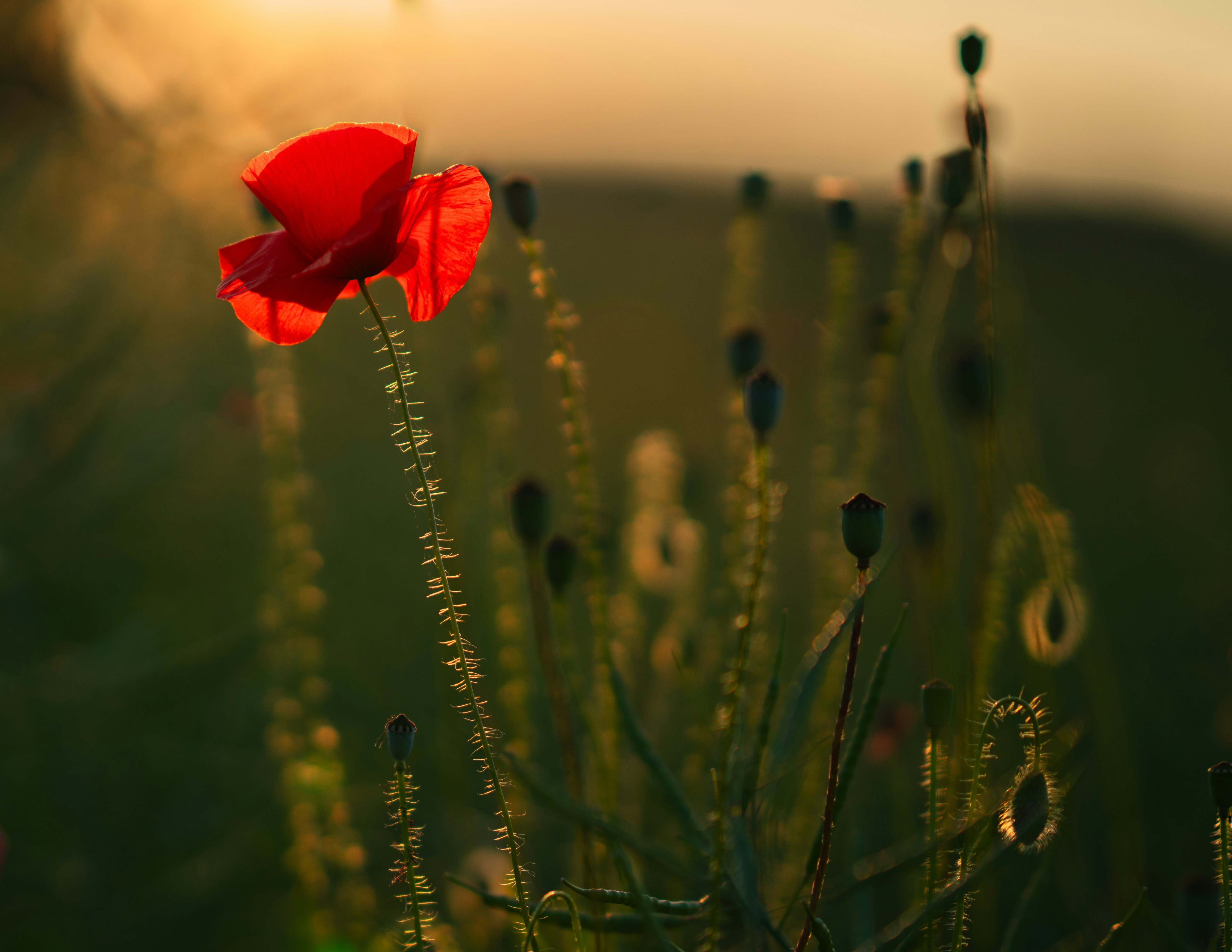 Vibrant red poppy flower illuminated by soft sunlight, surrounded by delicate green stems and buds in a tranquil field.