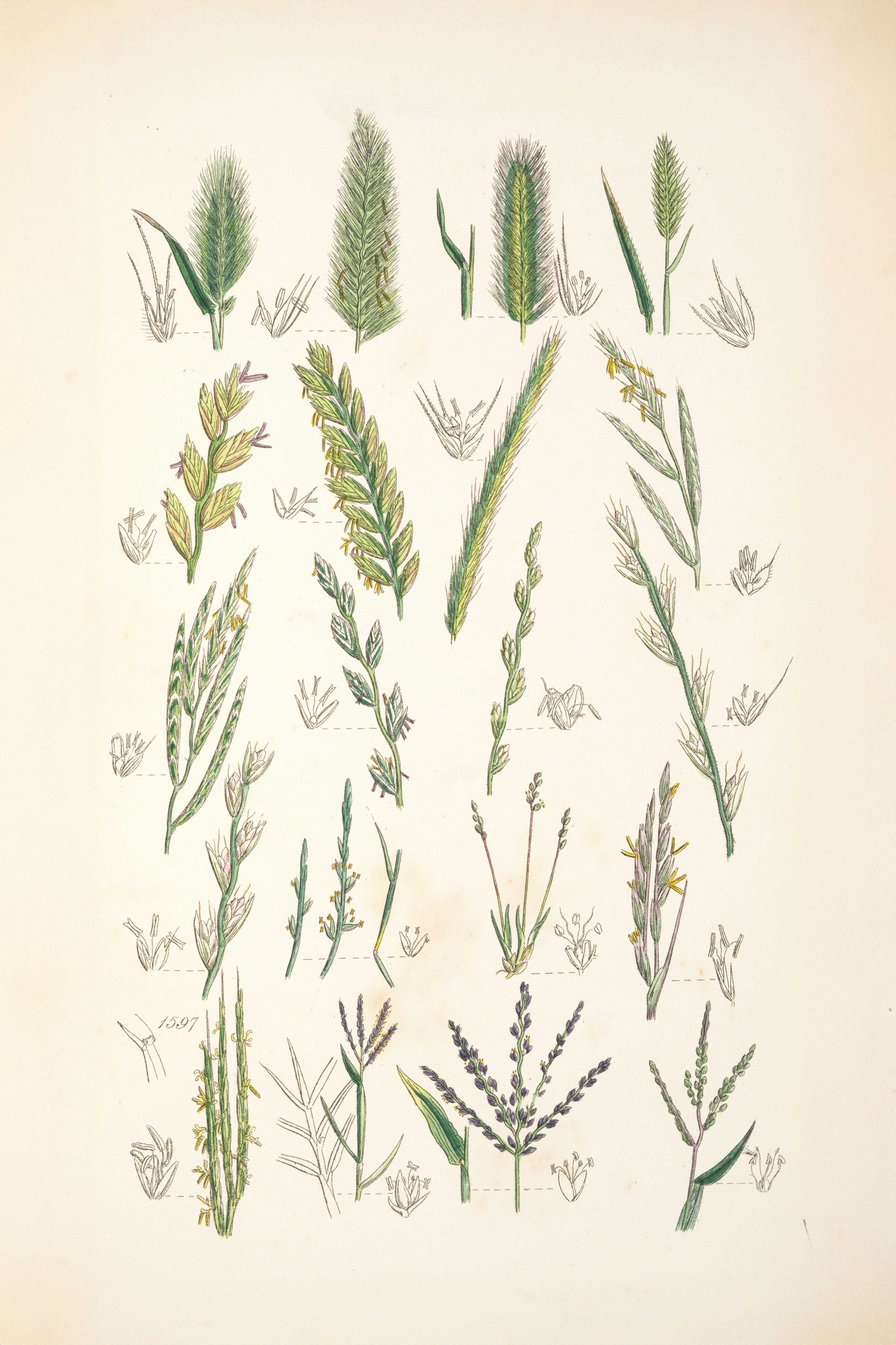 Detailed illustration showcasing various species of grasses and wild plants arranged in a grid format. Each specimen features unique characteristics and colors.