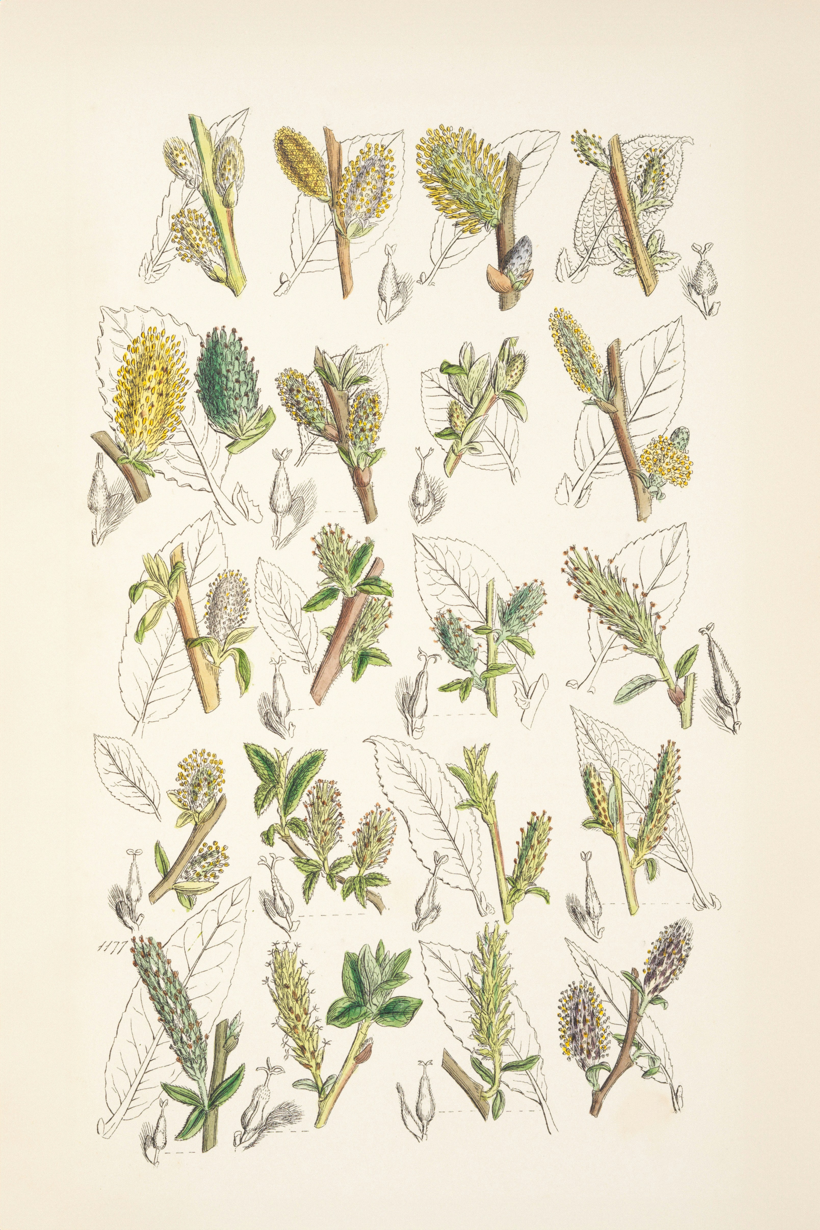 Intricate illustrations of various botanical specimens, showcasing detailed flowers and leaves in a harmonious arrangement.