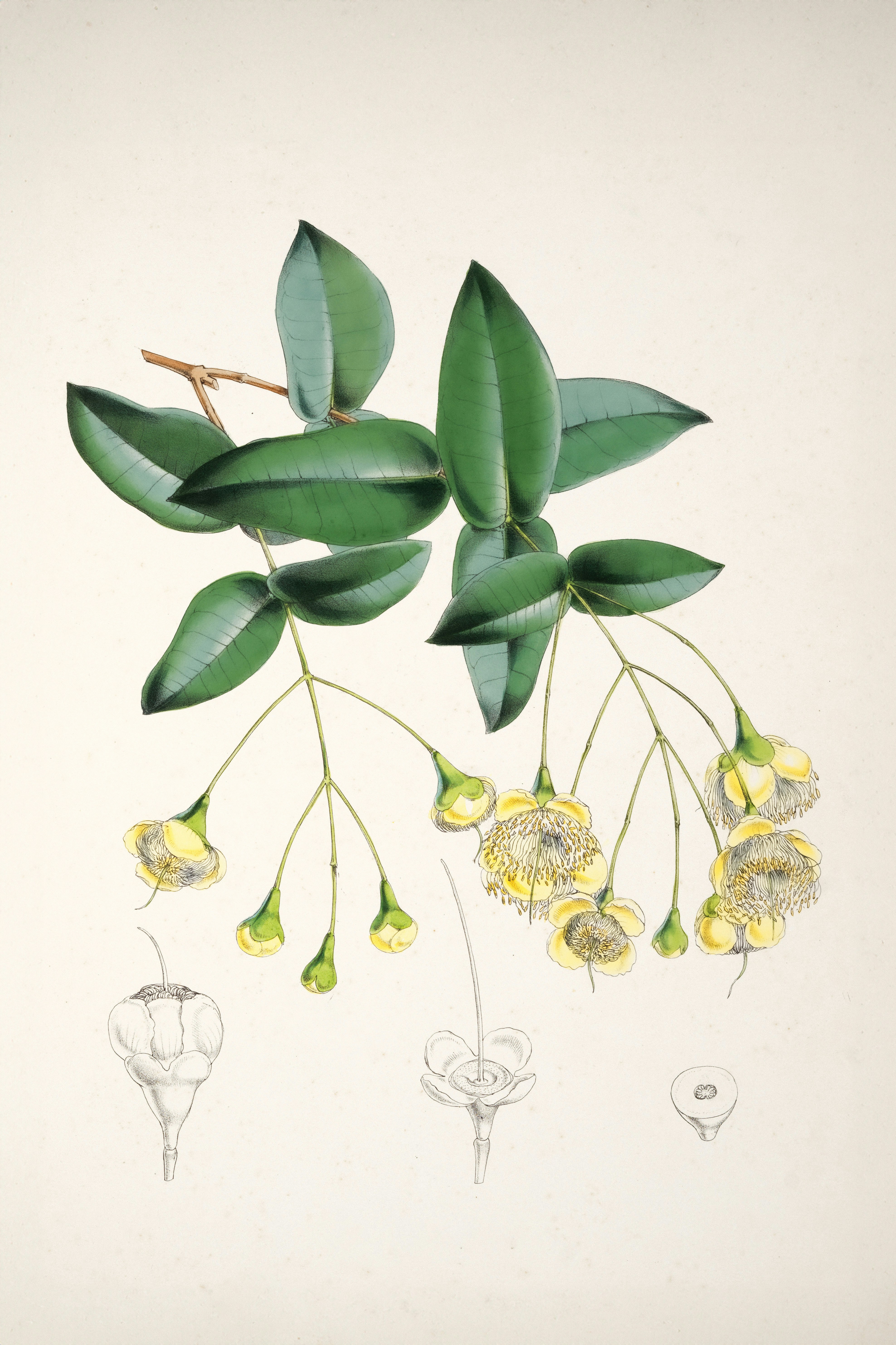 Flora vitiensis: a description of the plants of the Viti or Fiji islands, with an account of their history, uses, and properties Book by Seemann, Berthold, 1825-1871. Plates illustrated by Fitch, W. H. (Walter Hood), 1817-1892. Published in London, by L. Reeve in 1865-73. www.biodiversitylibrary.org/bibliography/455 www.aucklandmuseum.com/discover/collections/record/1175279