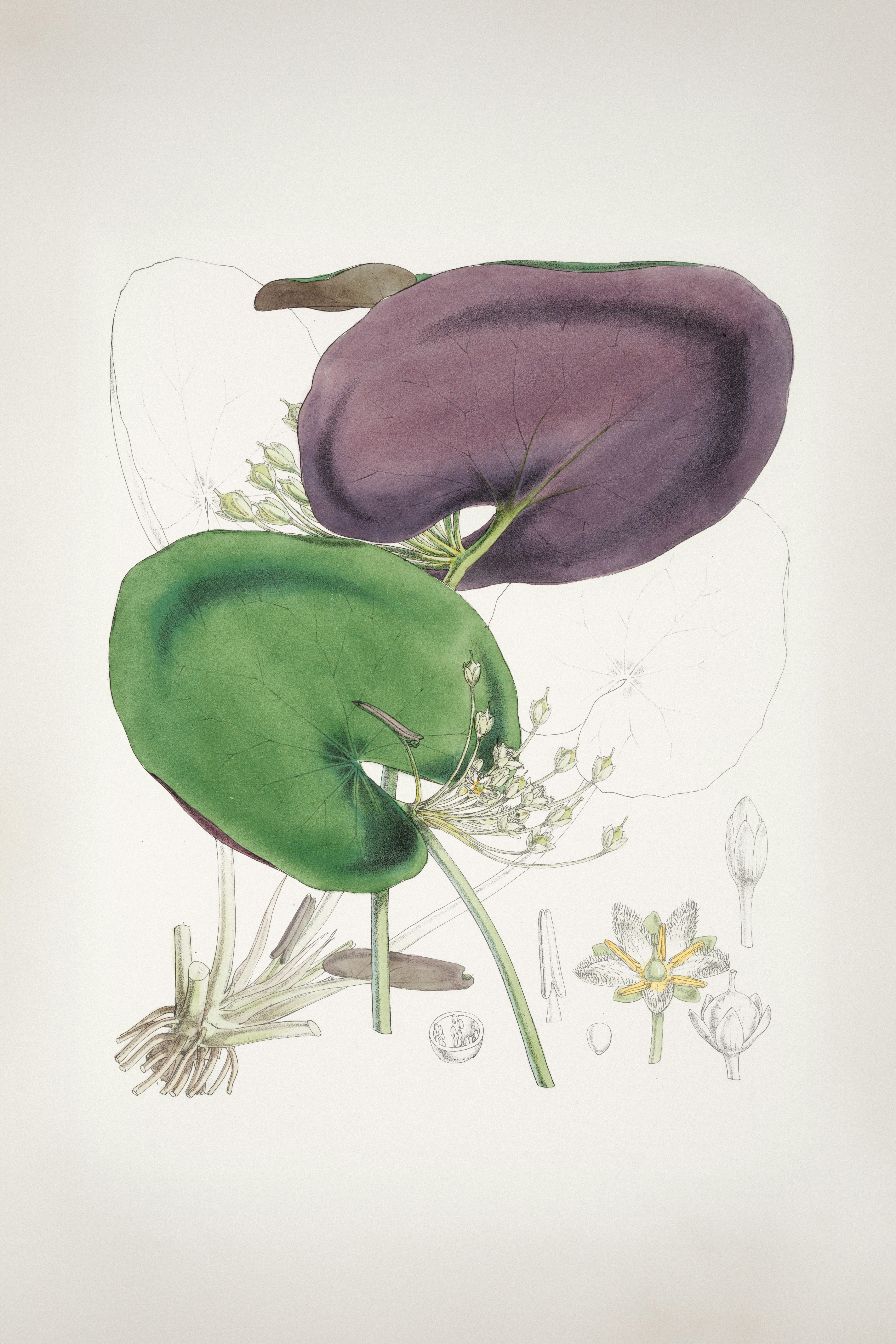 Emerald and Amethyst: A Delicate Botanical Study