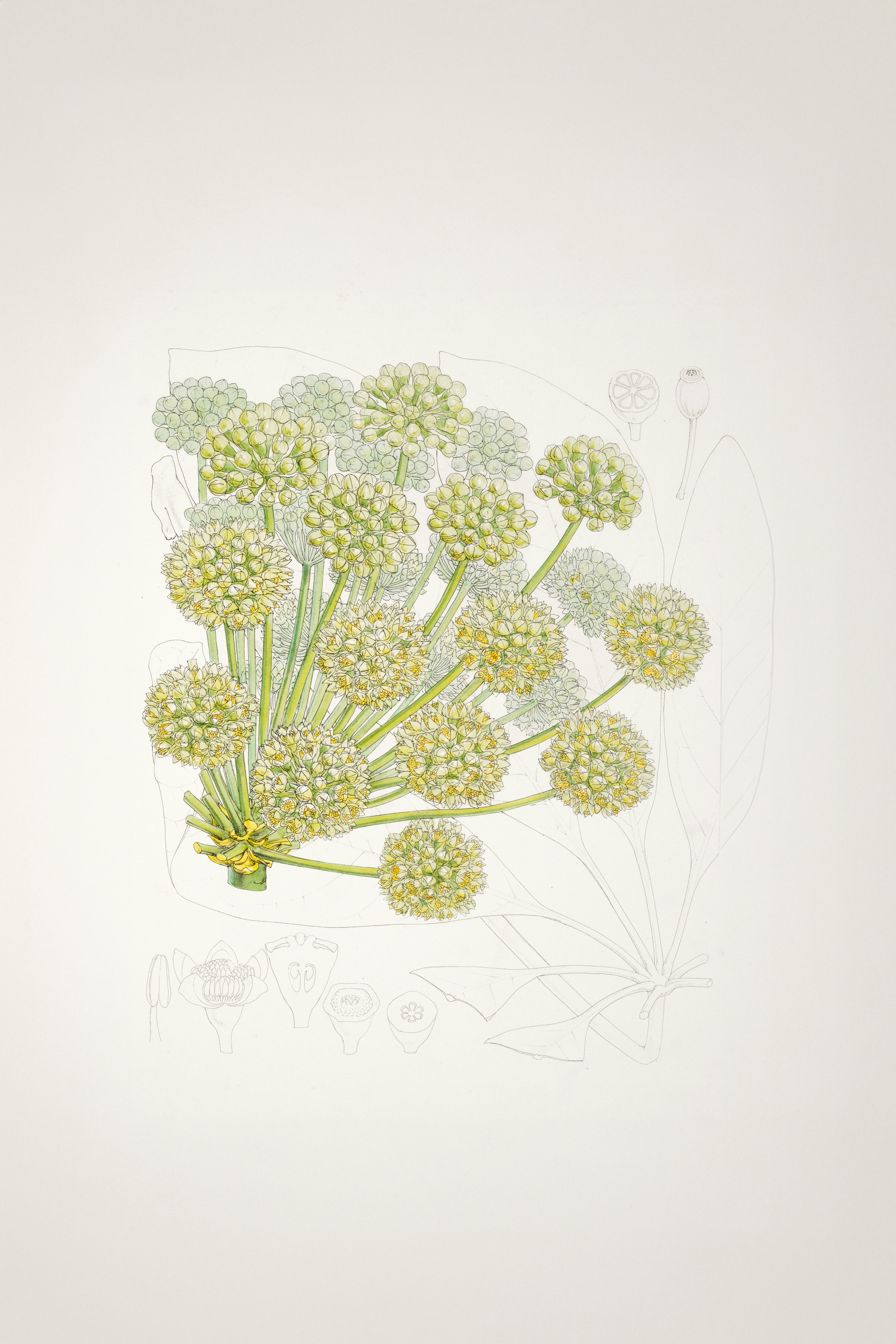 Illustration of lime-green allium-like flower clusters rendered with colored pencils on a pale page.
