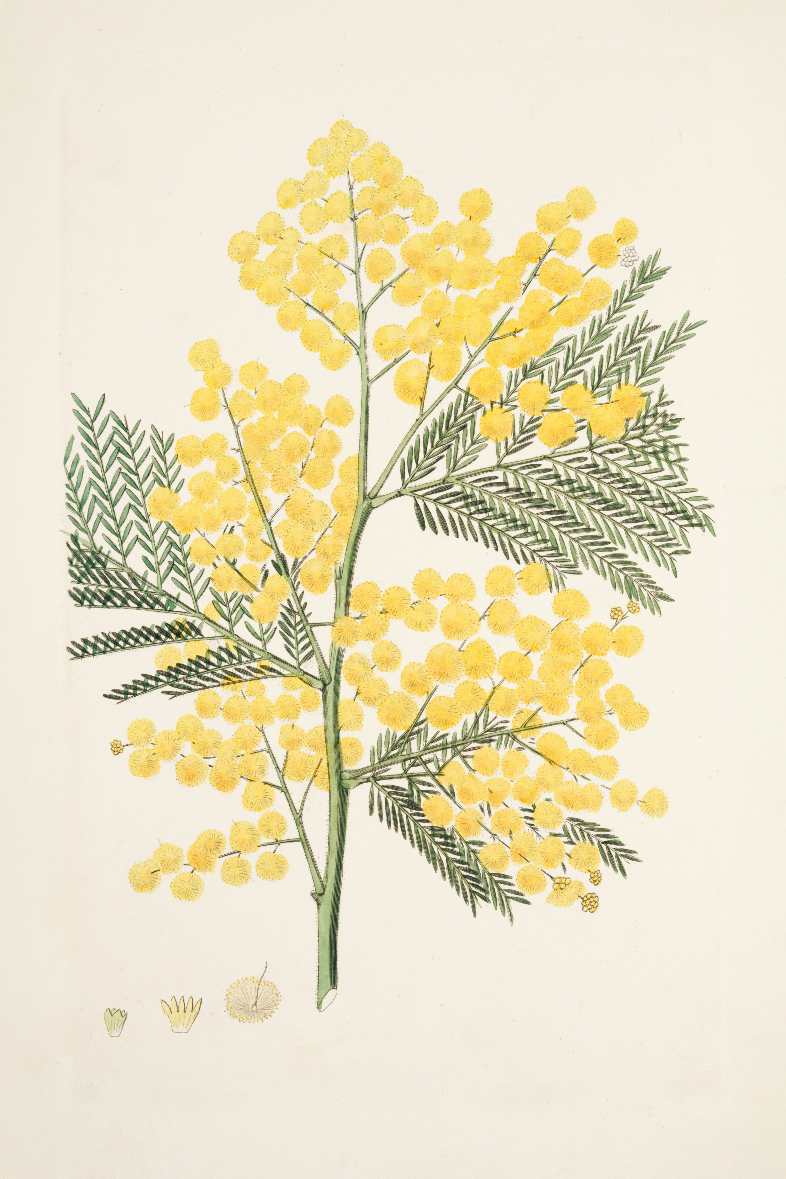 Flora australasica A selection of handsome, or curious plants, natives of New Holland (Australia), and the South Sea Islands. Book by Sweet, Robert, 1783-1835. Illustrations by Smith, Edwin Dalton, 1800-1883. Engravings by Watts, S. (Stephen), active 19th century. Published in London, 169, Piccadilly, by James Ridgway, 1827-1828. www.biodiversitylibrary.org/bibliography/182674 www.aucklandmuseum.com/discover/collections/record/1200539