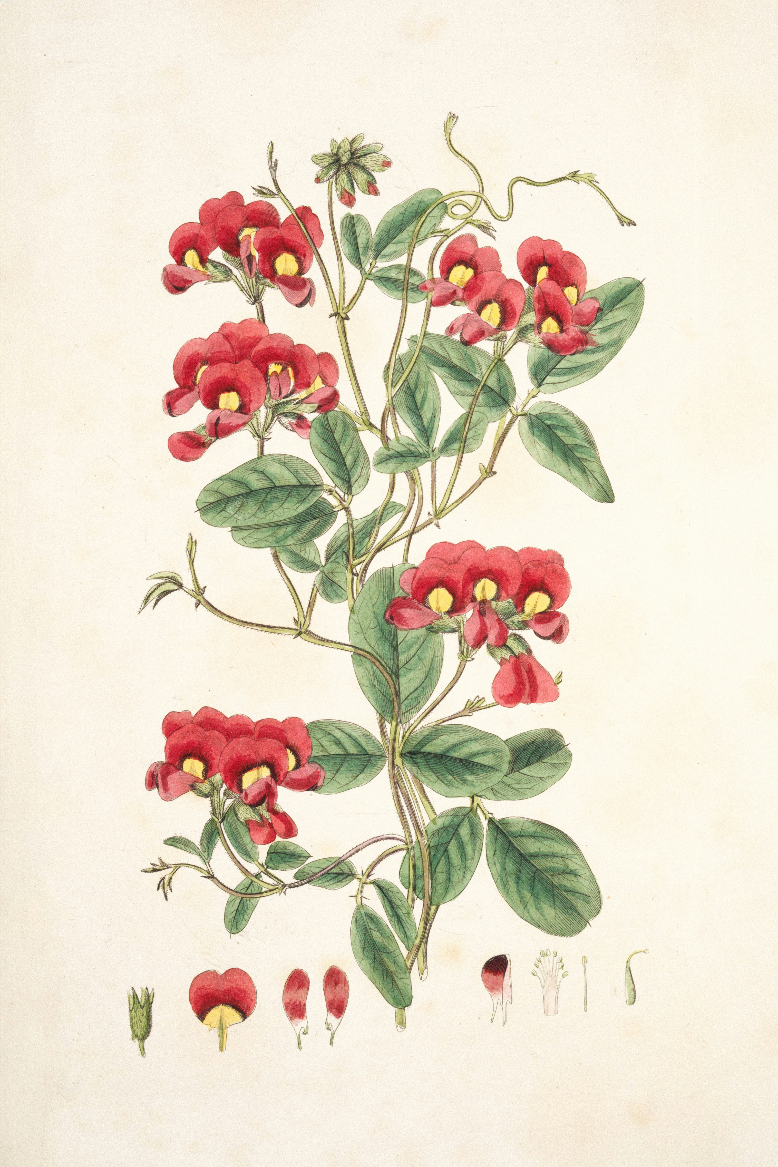 Flora australasica A selection of handsome, or curious plants, natives of New Holland (Australia), and the South Sea Islands. Book by Sweet, Robert, 1783-1835. Illustrations by Smith, Edwin Dalton, 1800-1883. Engravings by Watts, S. (Stephen), active 19th century. Published in London, 169, Piccadilly, by James Ridgway, 1827-1828. www.biodiversitylibrary.org/bibliography/182674 www.aucklandmuseum.com/discover/collections/record/1200539