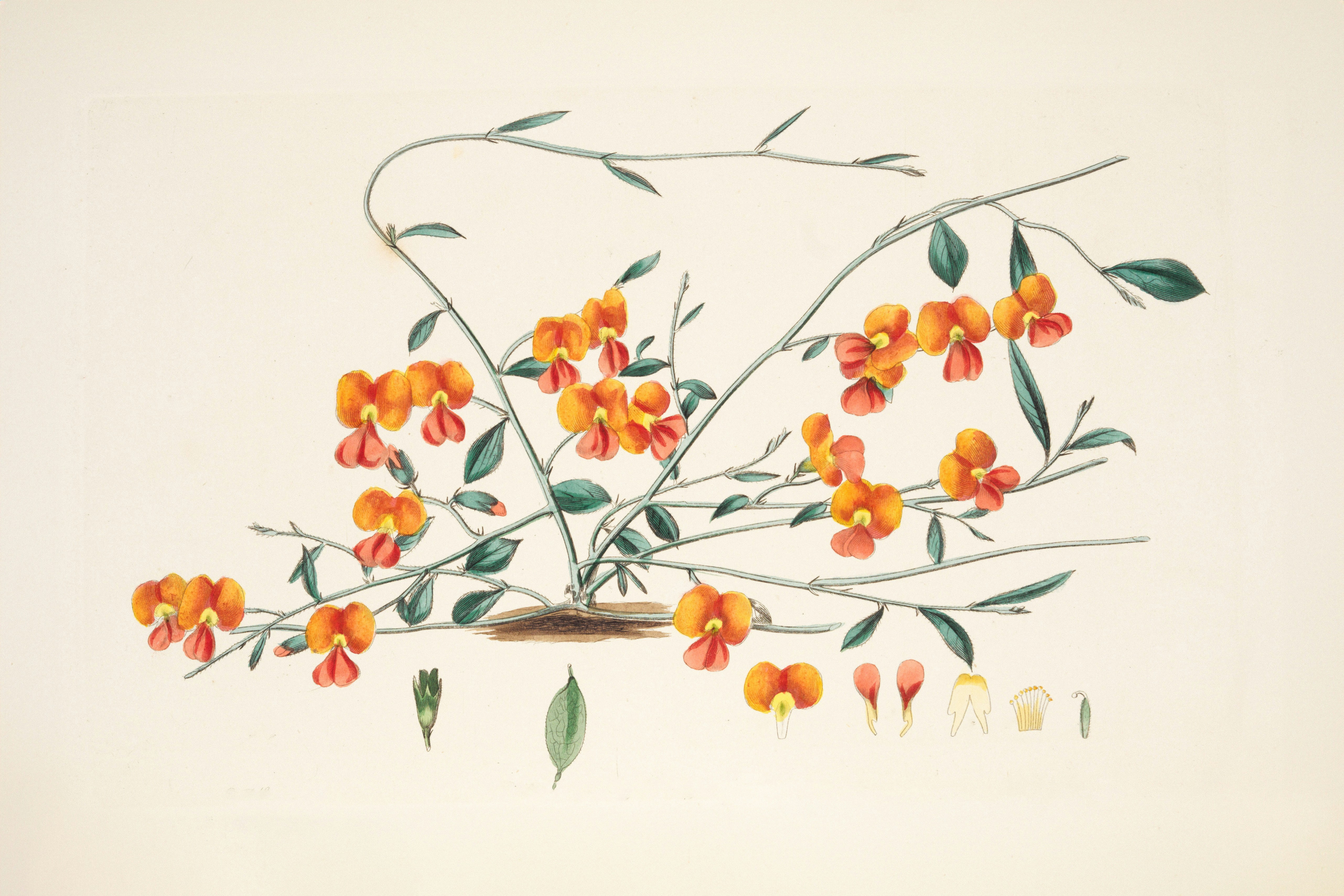 Flora australasica A selection of handsome, or curious plants, natives of New Holland (Australia), and the South Sea Islands. Book by Sweet, Robert, 1783-1835. Illustrations by Smith, Edwin Dalton, 1800-1883. Engravings by Watts, S. (Stephen), active 19th century. Published in London, 169, Piccadilly, by James Ridgway, 1827-1828. www.biodiversitylibrary.org/bibliography/182674 www.aucklandmuseum.com/discover/collections/record/1200539