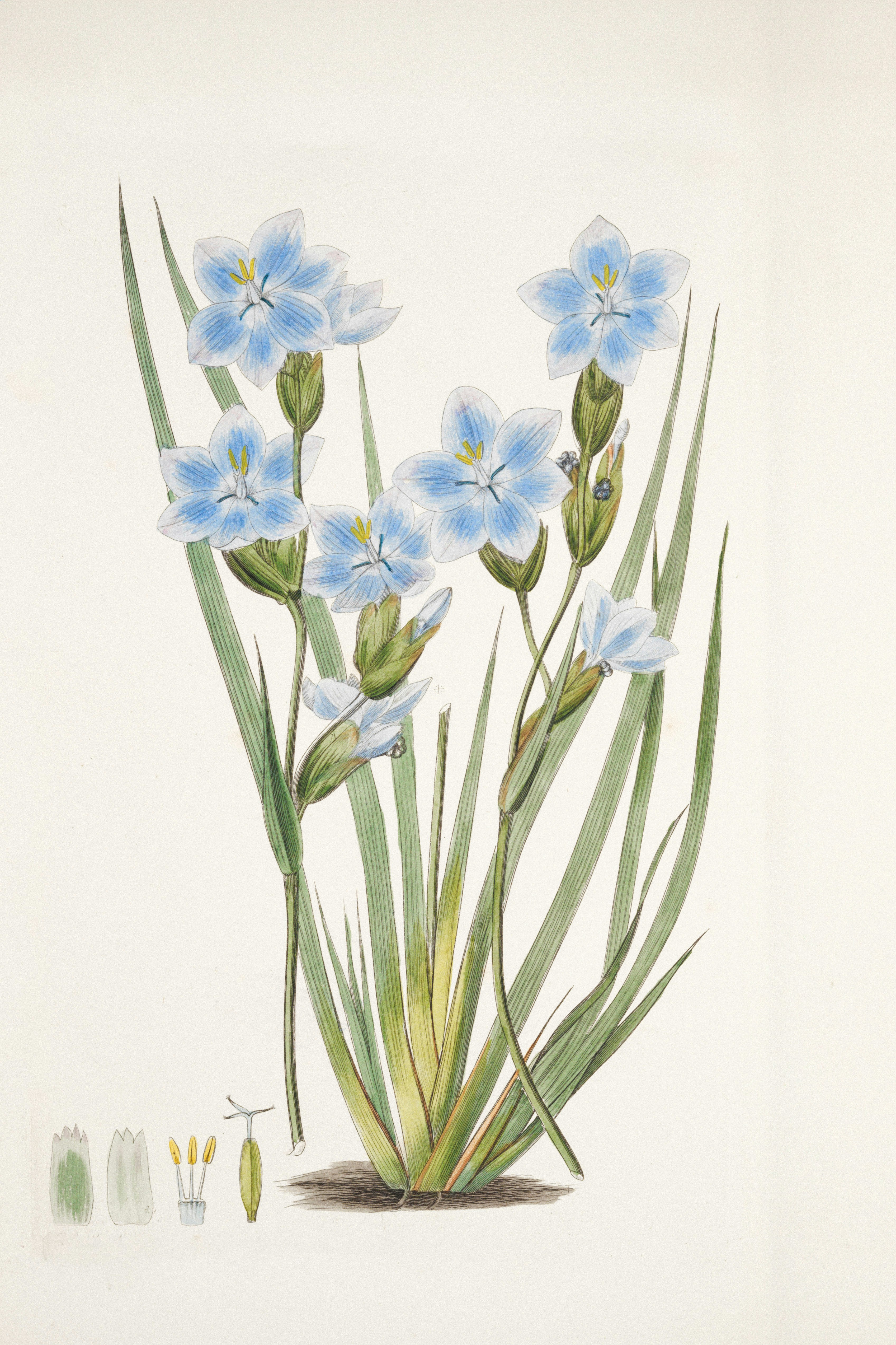 Flora australasica A selection of handsome, or curious plants, natives of New Holland (Australia), and the South Sea Islands. Book by Sweet, Robert, 1783-1835. Illustrations by Smith, Edwin Dalton, 1800-1883. Engravings by Watts, S. (Stephen), active 19th century. Published in London, 169, Piccadilly, by James Ridgway, 1827-1828. www.biodiversitylibrary.org/bibliography/182674 www.aucklandmuseum.com/discover/collections/record/1200539