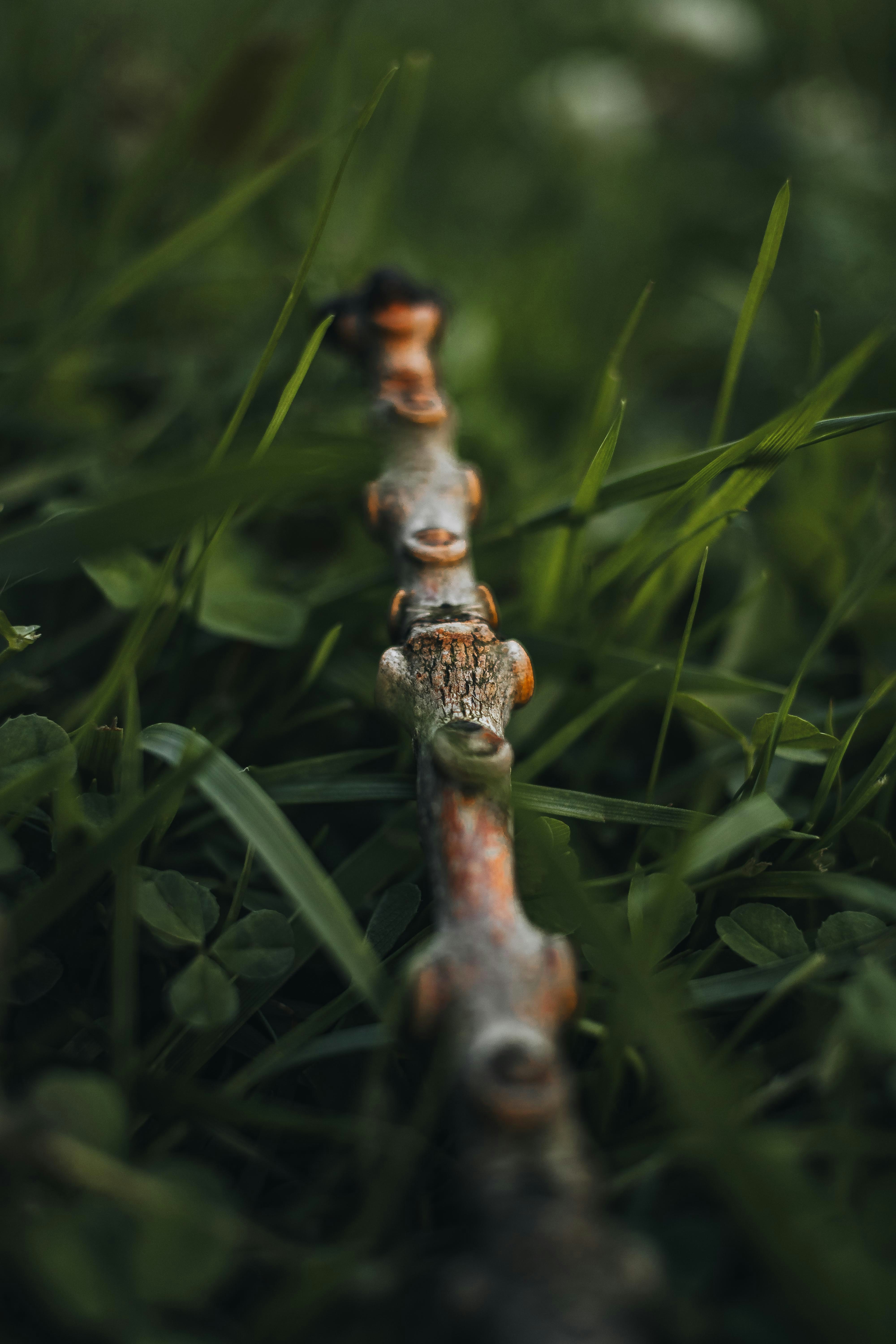 Rusty twig line receding through a sea of grass