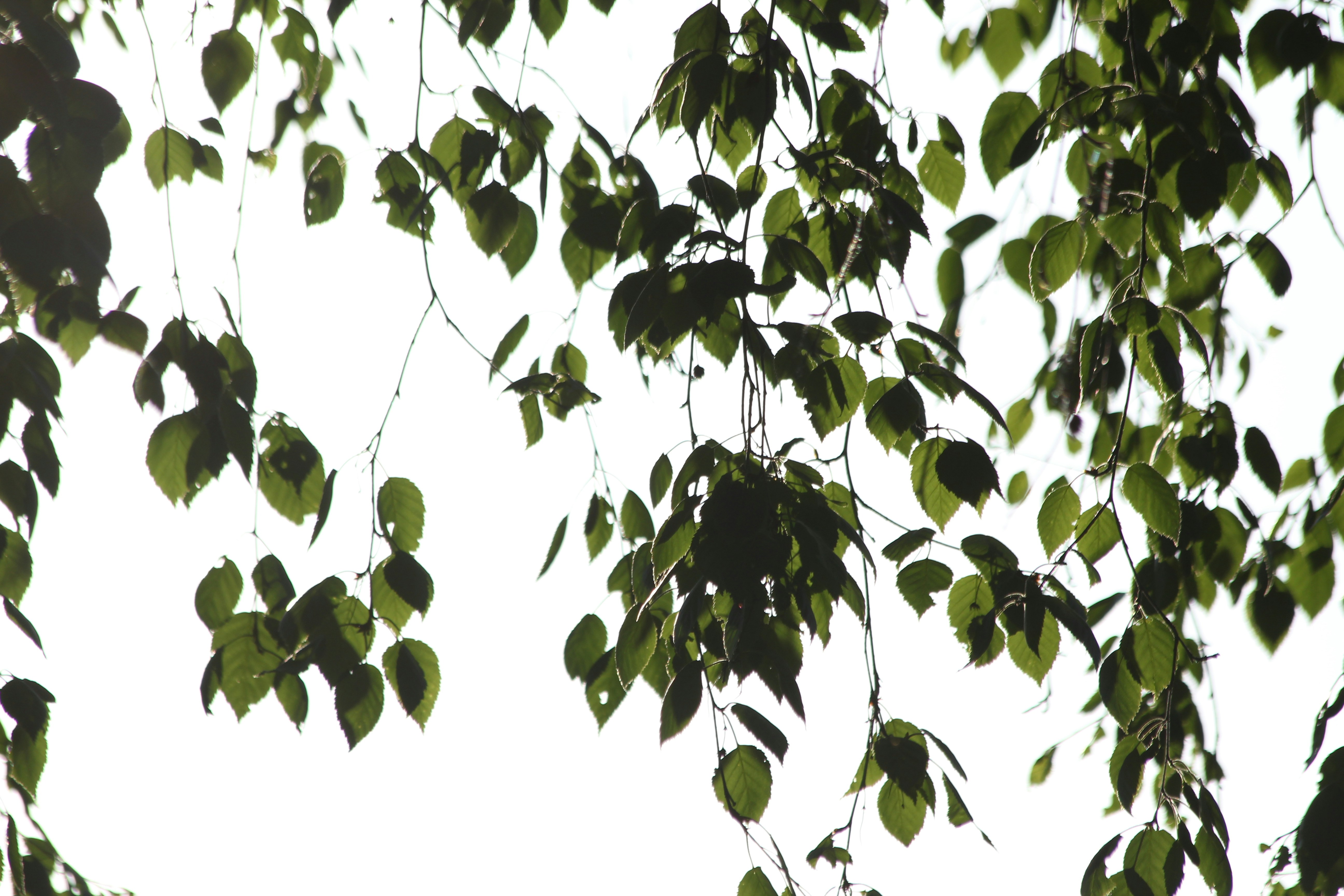 Sunlit leaves gently sway against a bright background, creating a serene atmosphere. The interplay of light and shadow highlights the intricate textures of the foliage.