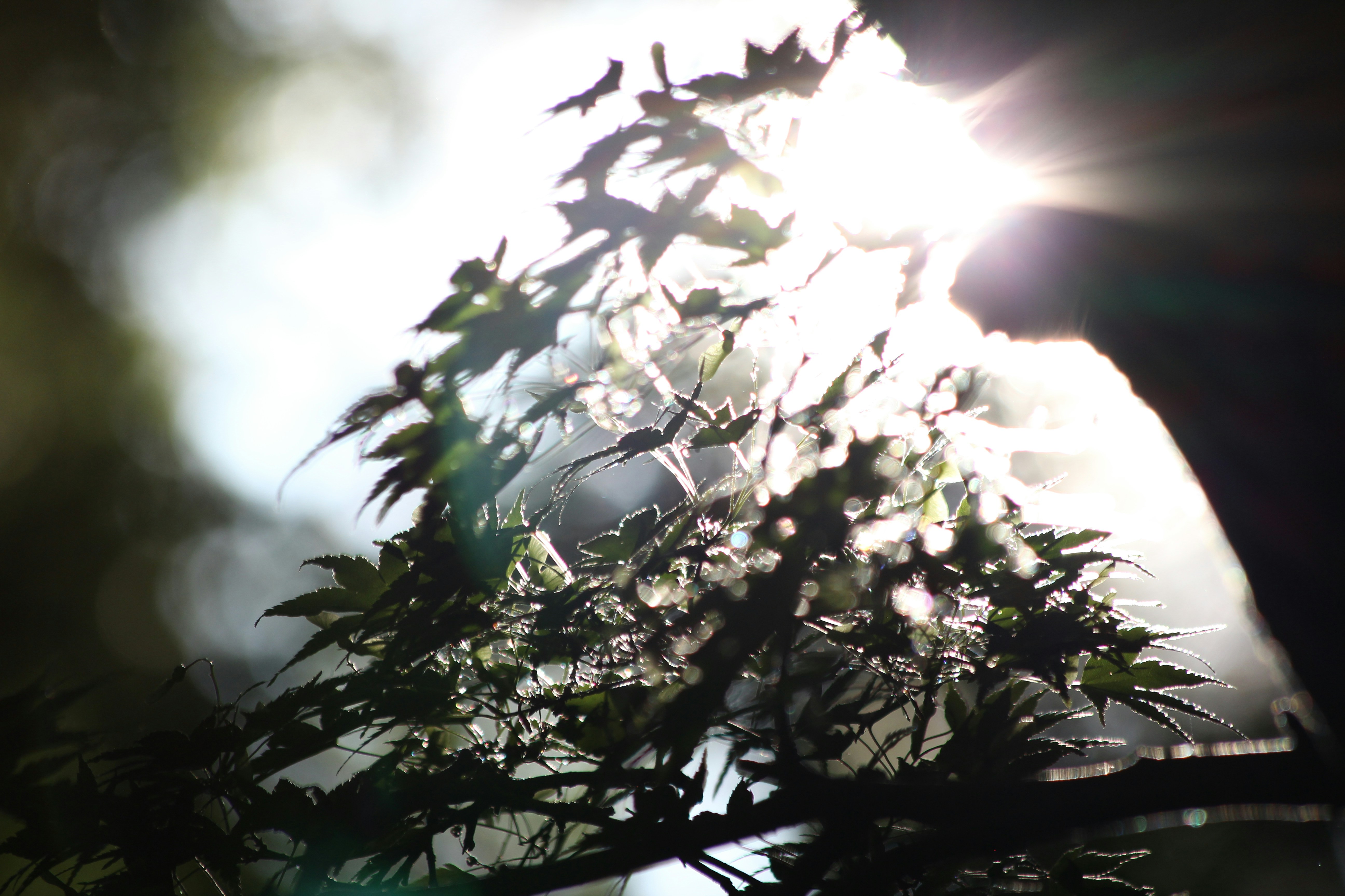Light, shapes, edges. | Sunlight shines through the leaves of a tree.