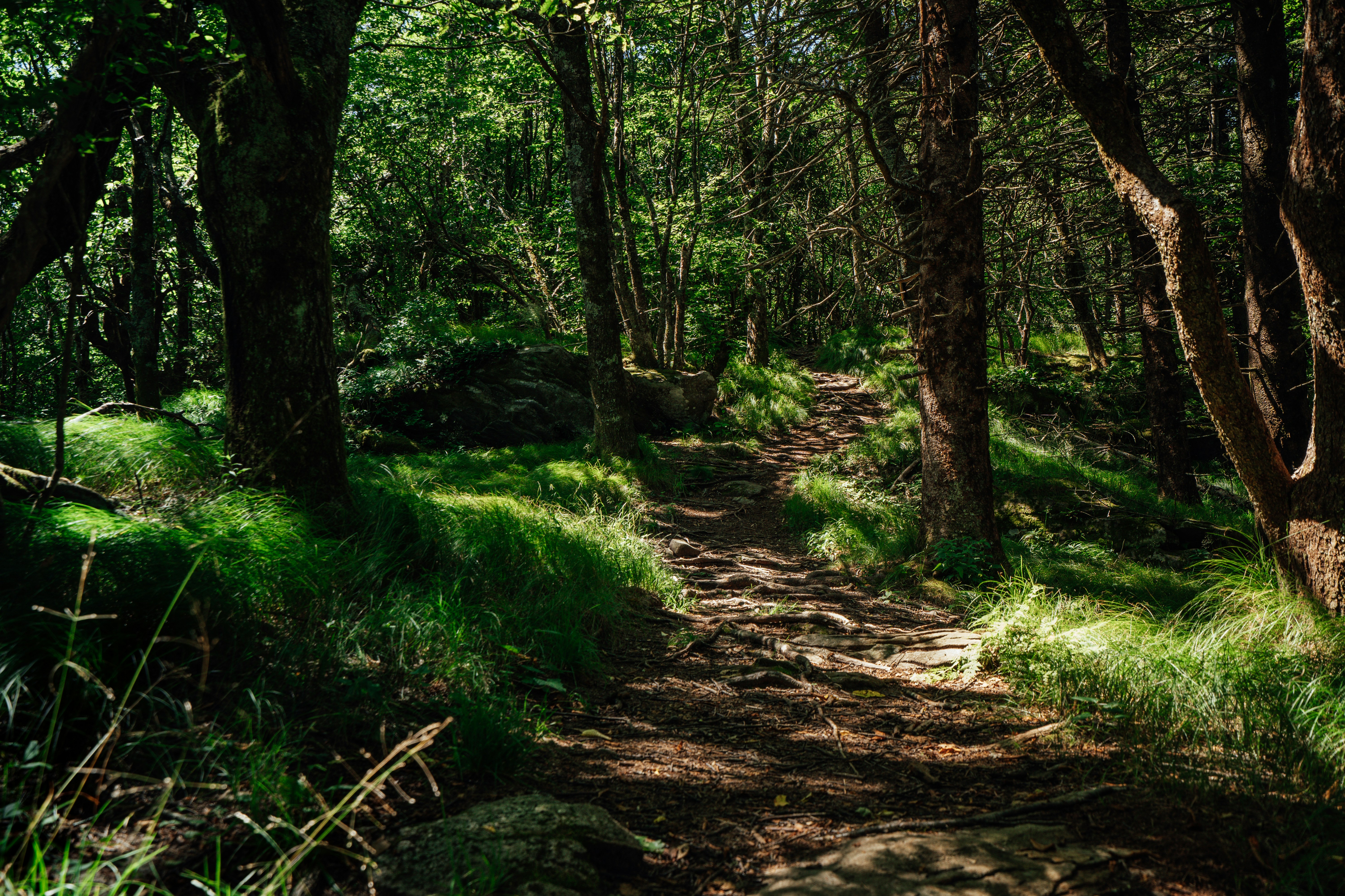 A winding forest path leads into the woods. photo – Free Forest Image ...
