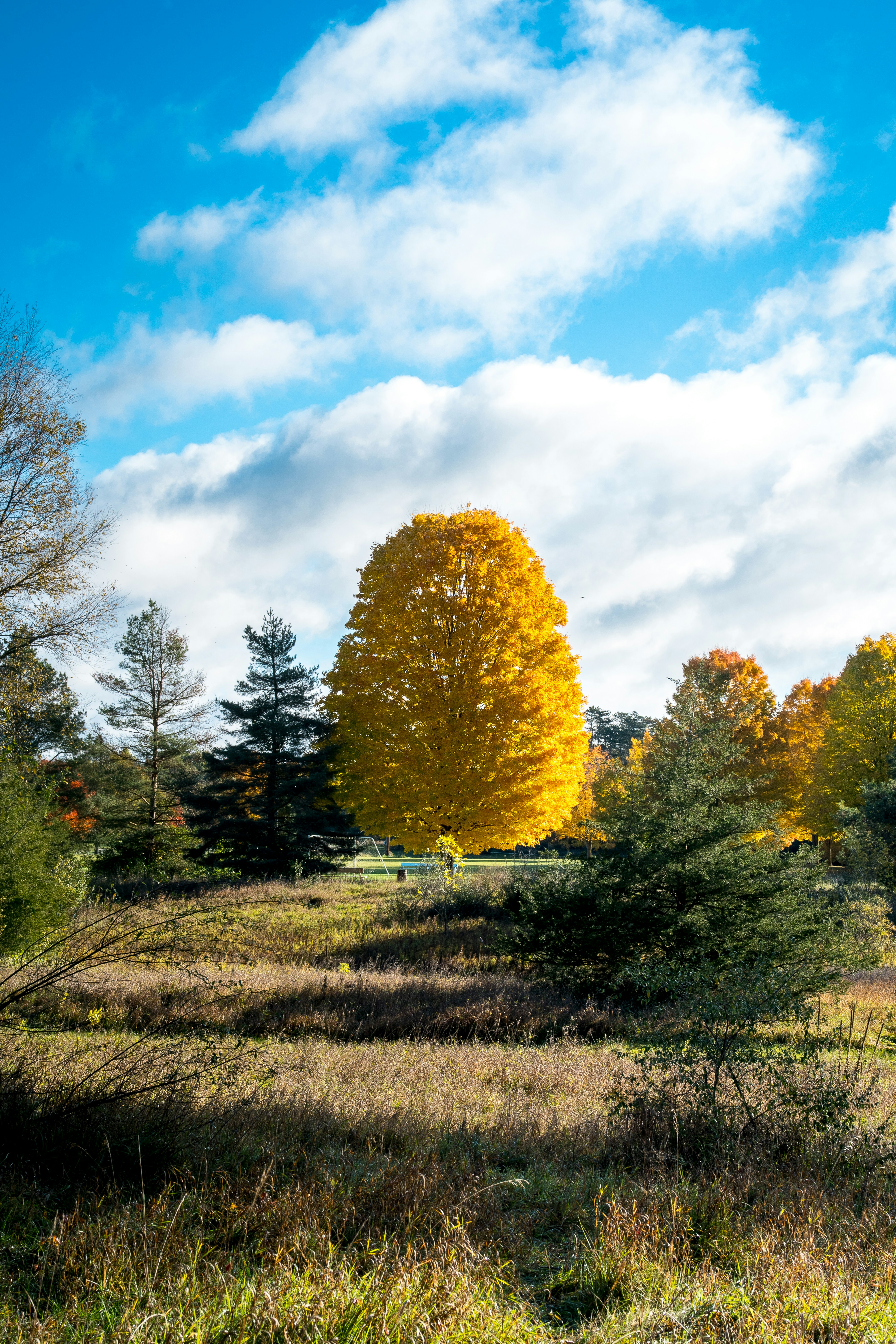 A bright yellow tree stands amidst autumn foliage. photo – Free Trees ...