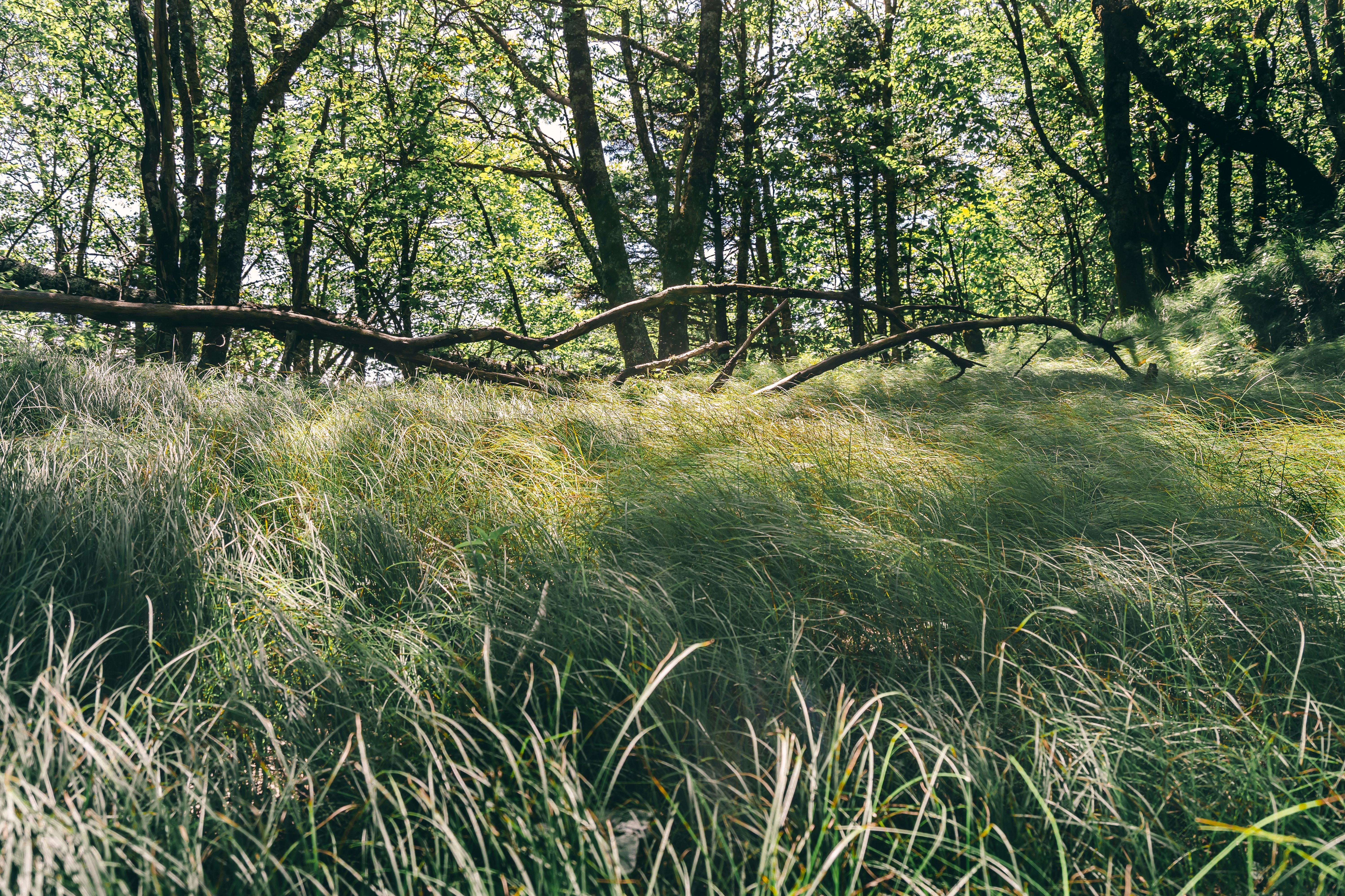 Sunlit Tussocks at the Forest Edge with a Fallen Log
