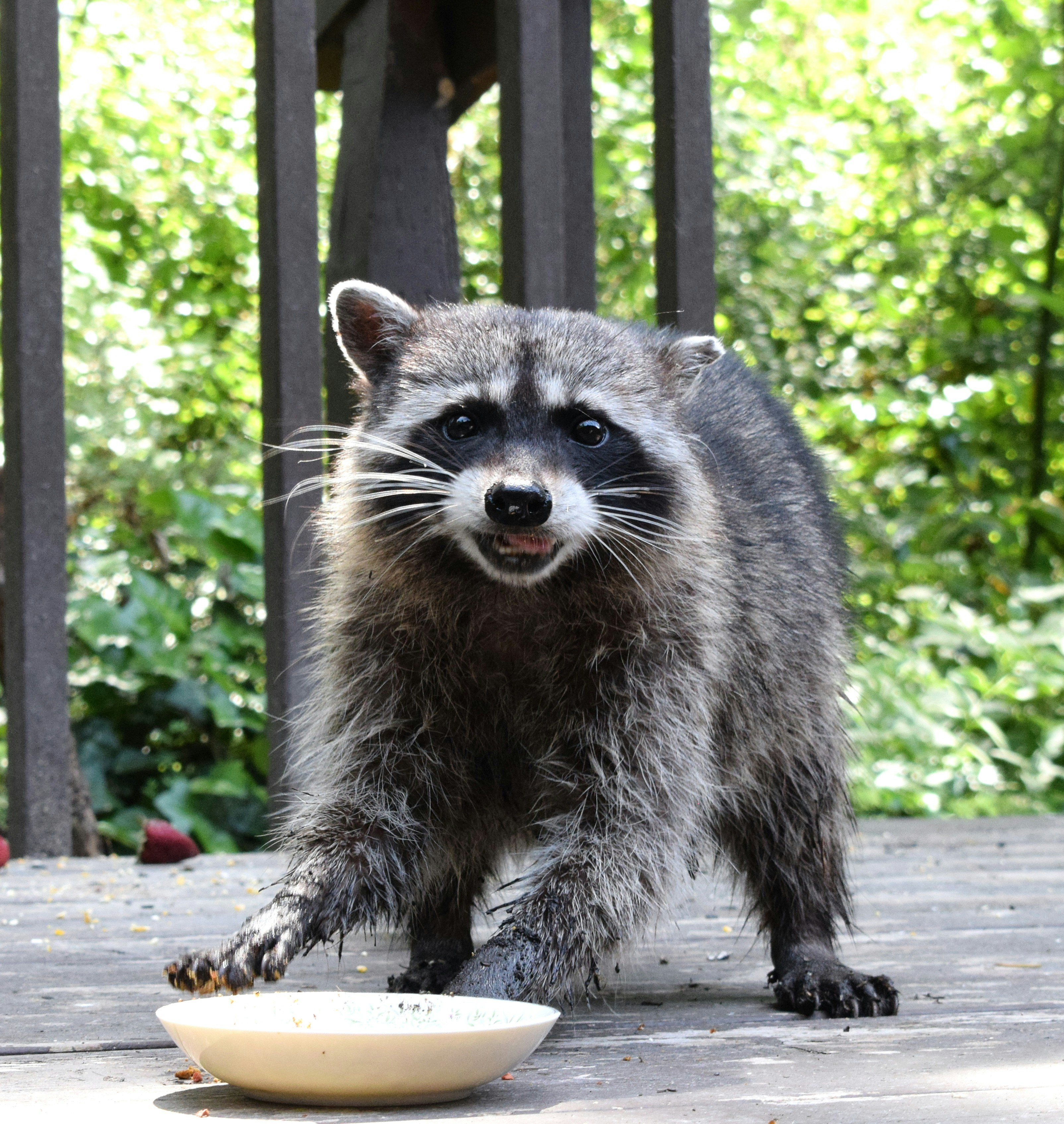 Curious Raccoon forages at the edge of a wooden deck