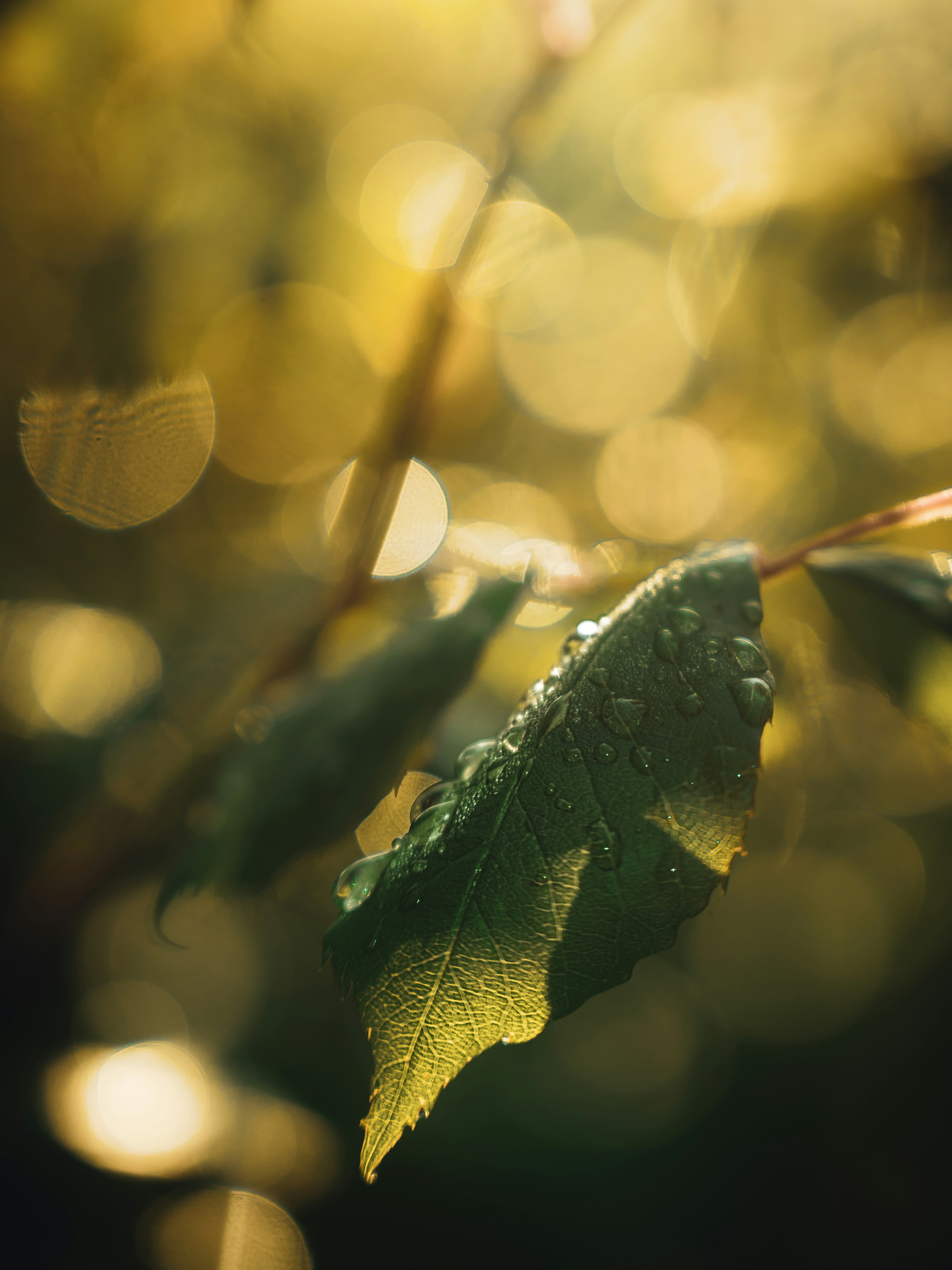 Close-up of a leaf adorned with droplets, set against a backdrop of softly blurred bokeh lights. The interplay of light highlights the intricate textures of the leaf.