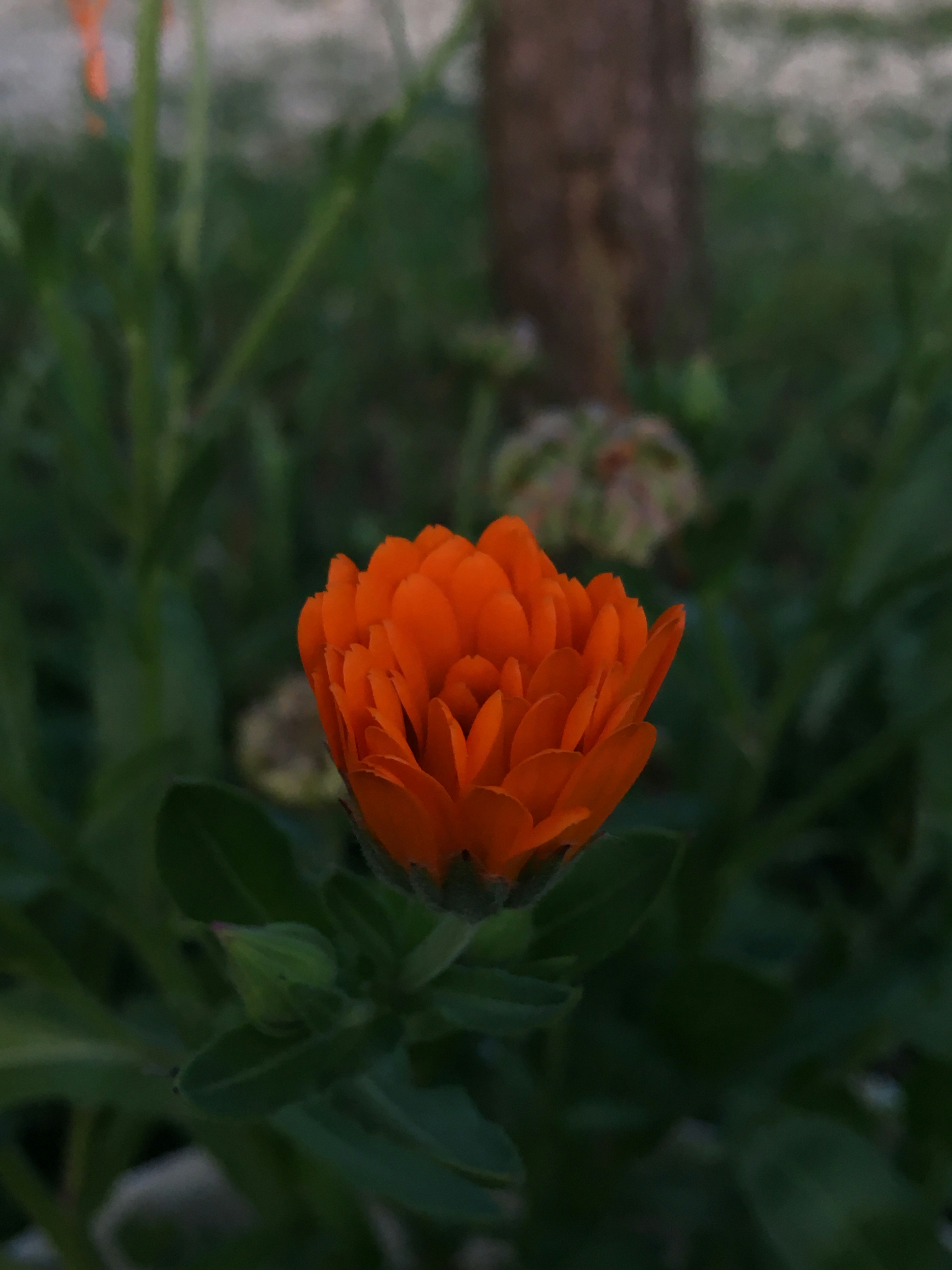 Ember Bloom in Quiet Green: A Close-Up of an Orange Petal Crown