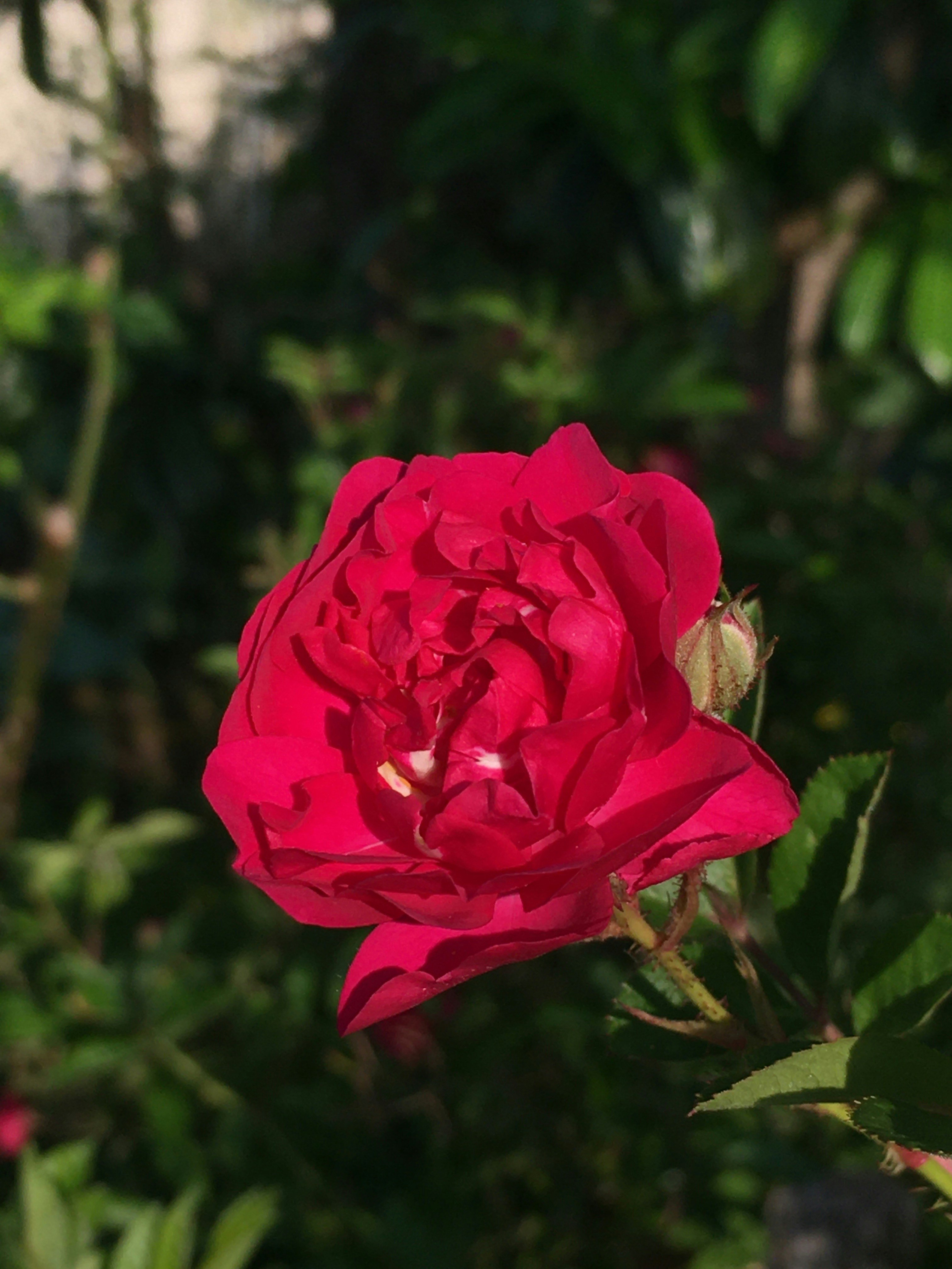 Crimson Velvet Rose: A Sunlit Close-Up in a Garden
