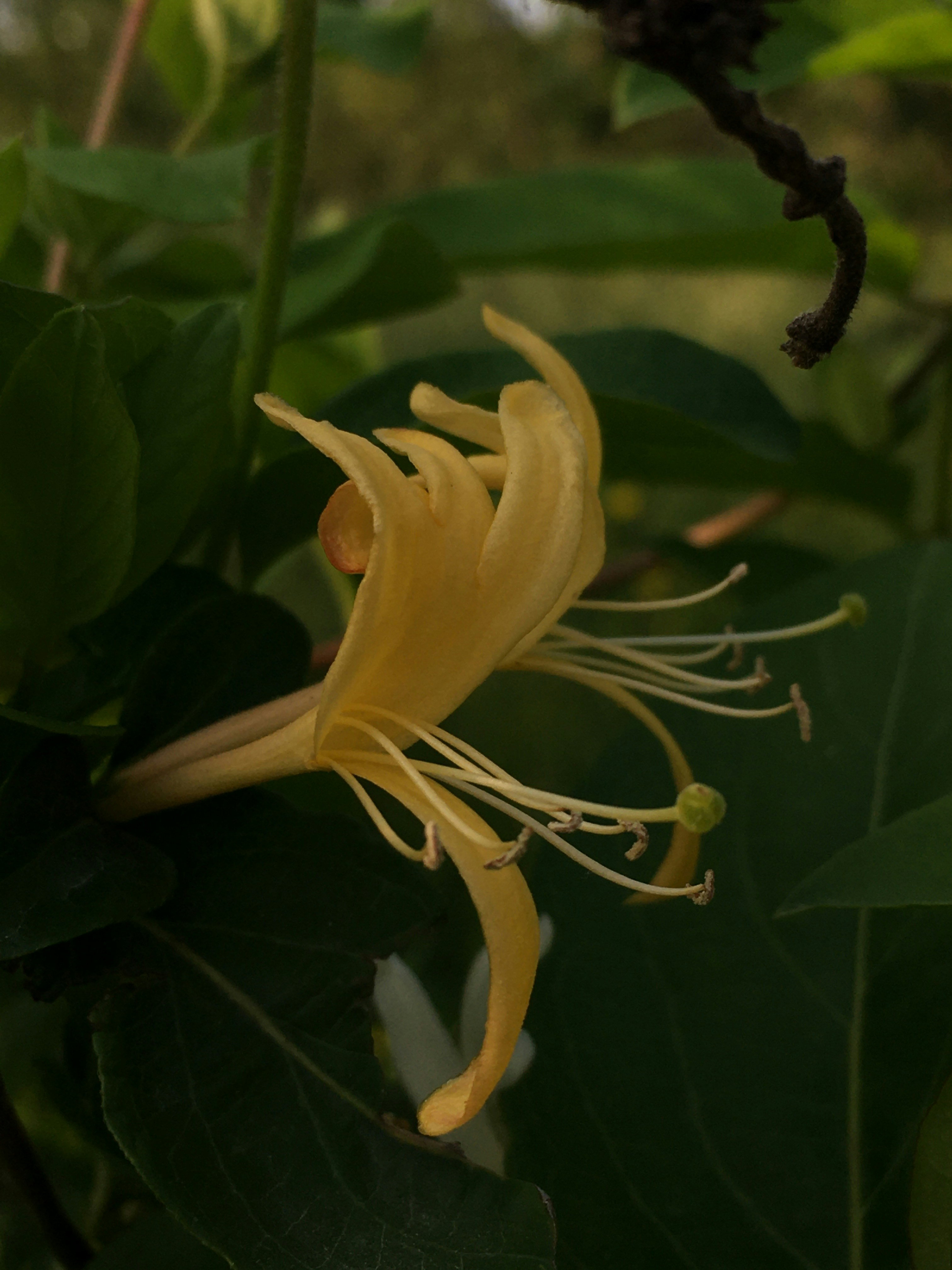 Golden Honeysuckle Bloom Reaching Through Dark Foliage