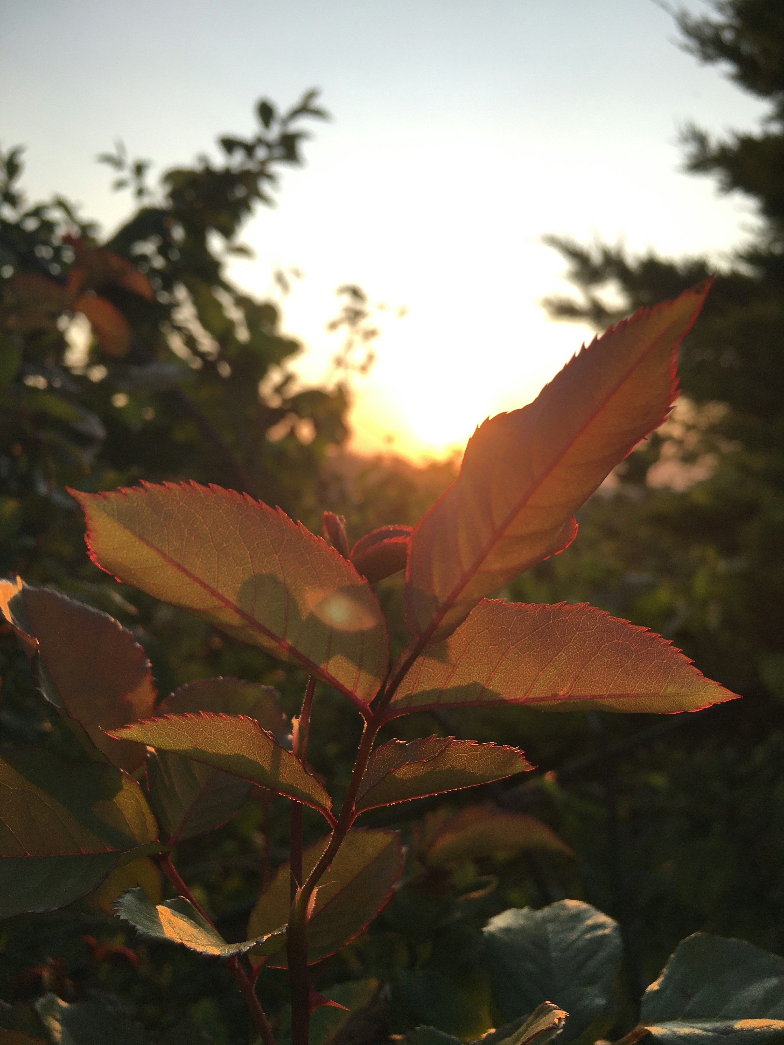 Sunlit Red-Edged Foliage at Golden Hour