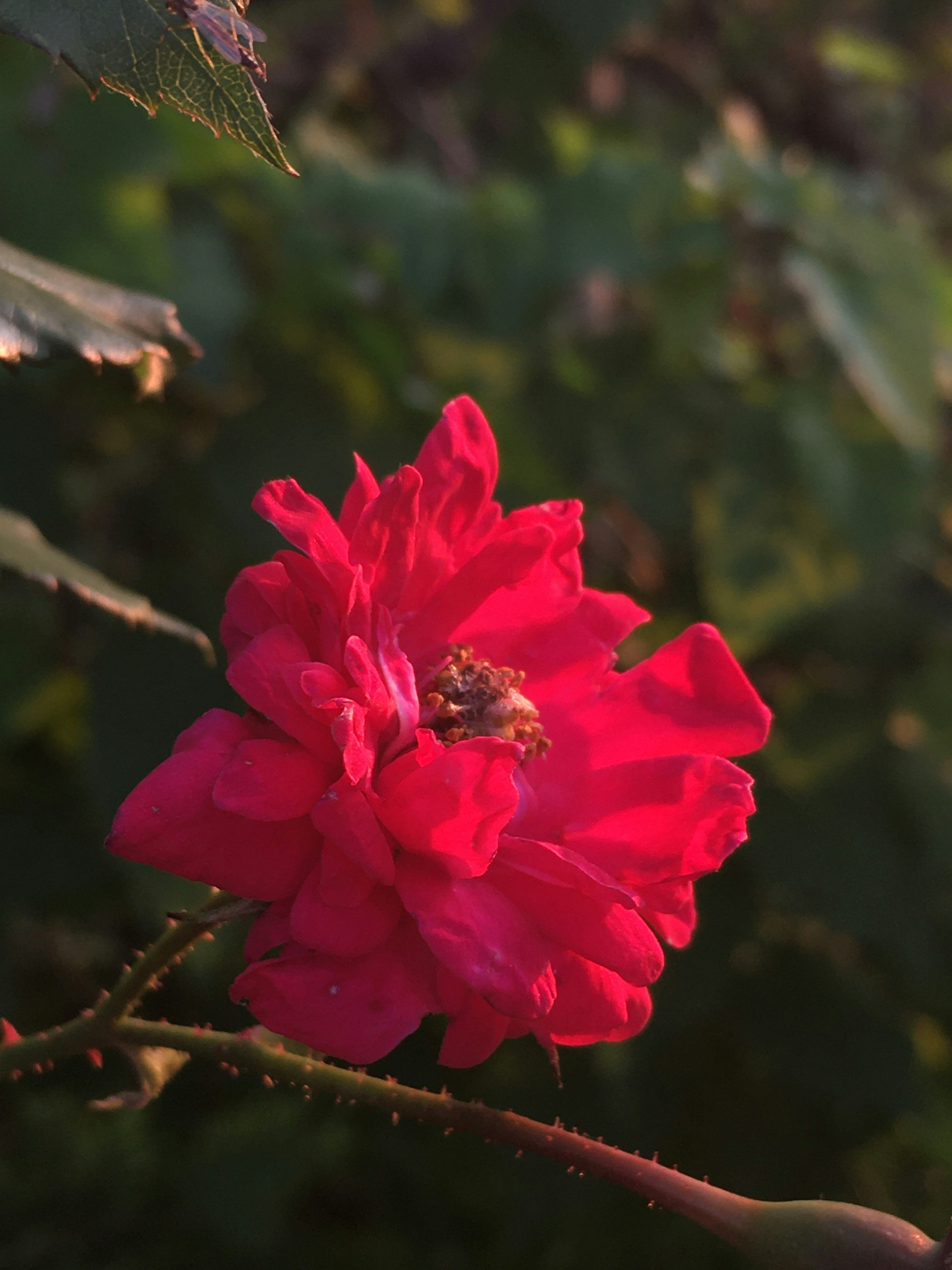 Crimson Velvet Rose in Dappled Afternoon Light