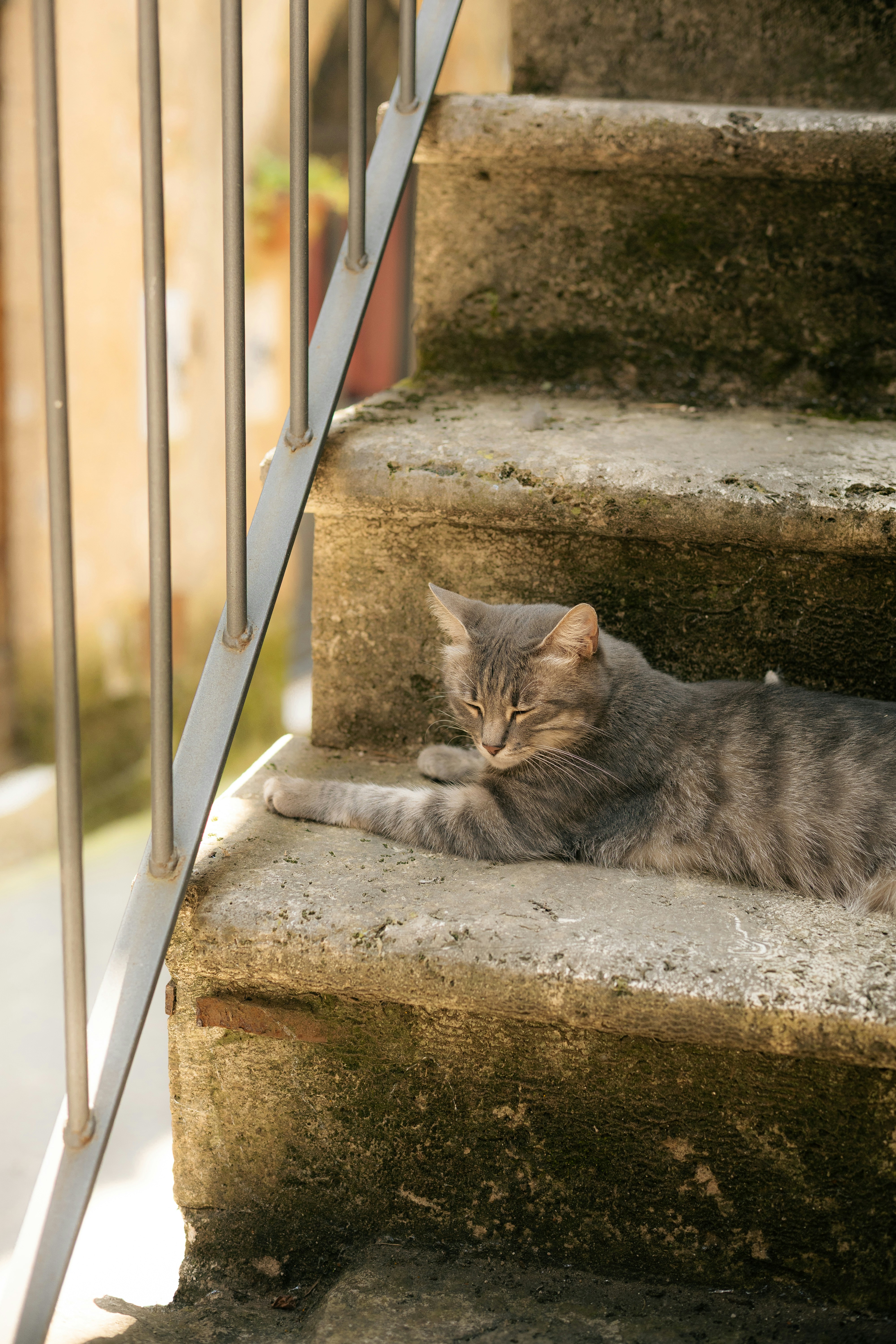 Morning Light on Mossy Concrete: A Gray Cat Resting on the Steps