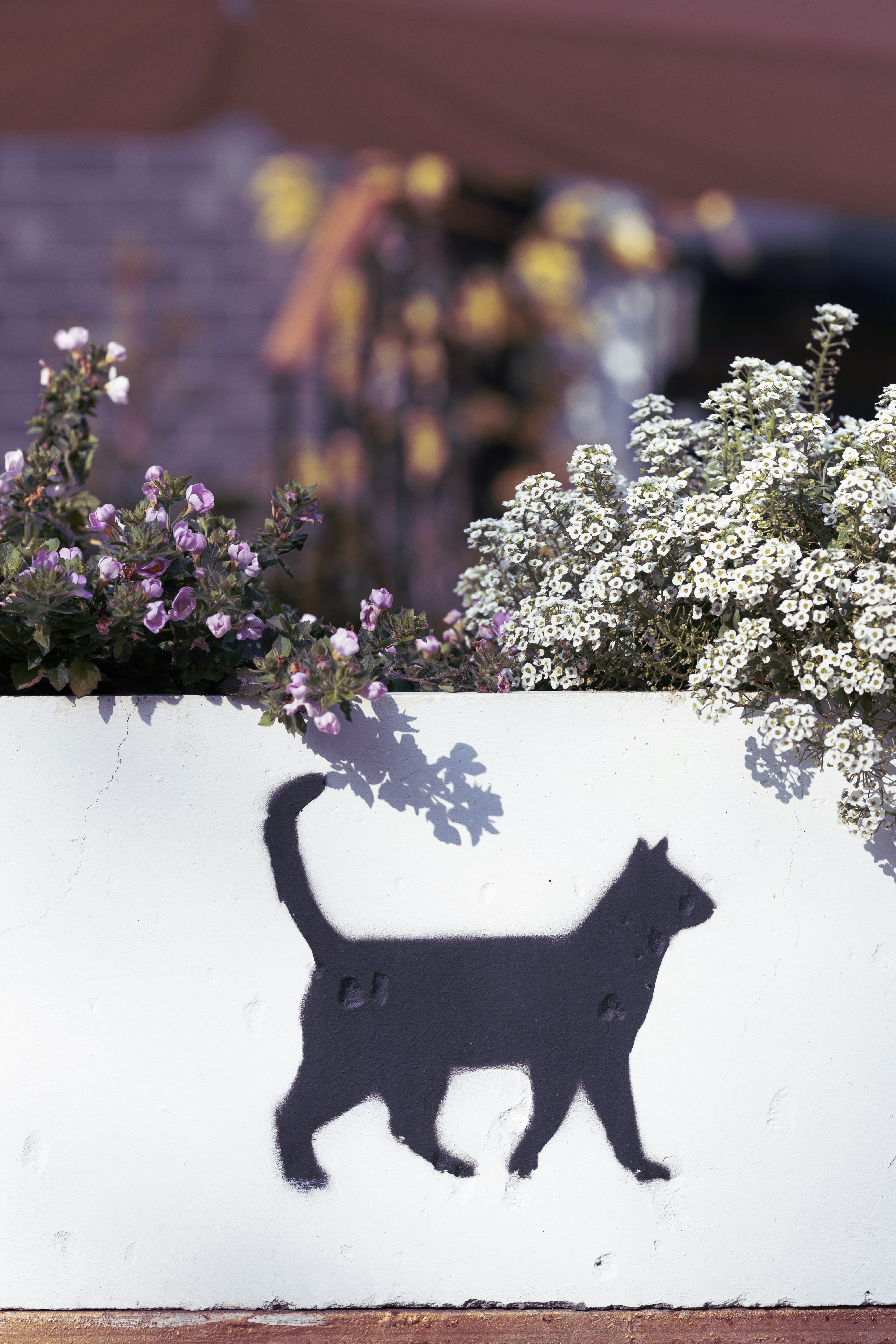 Shadowed Cat on a Blooming Terrace
