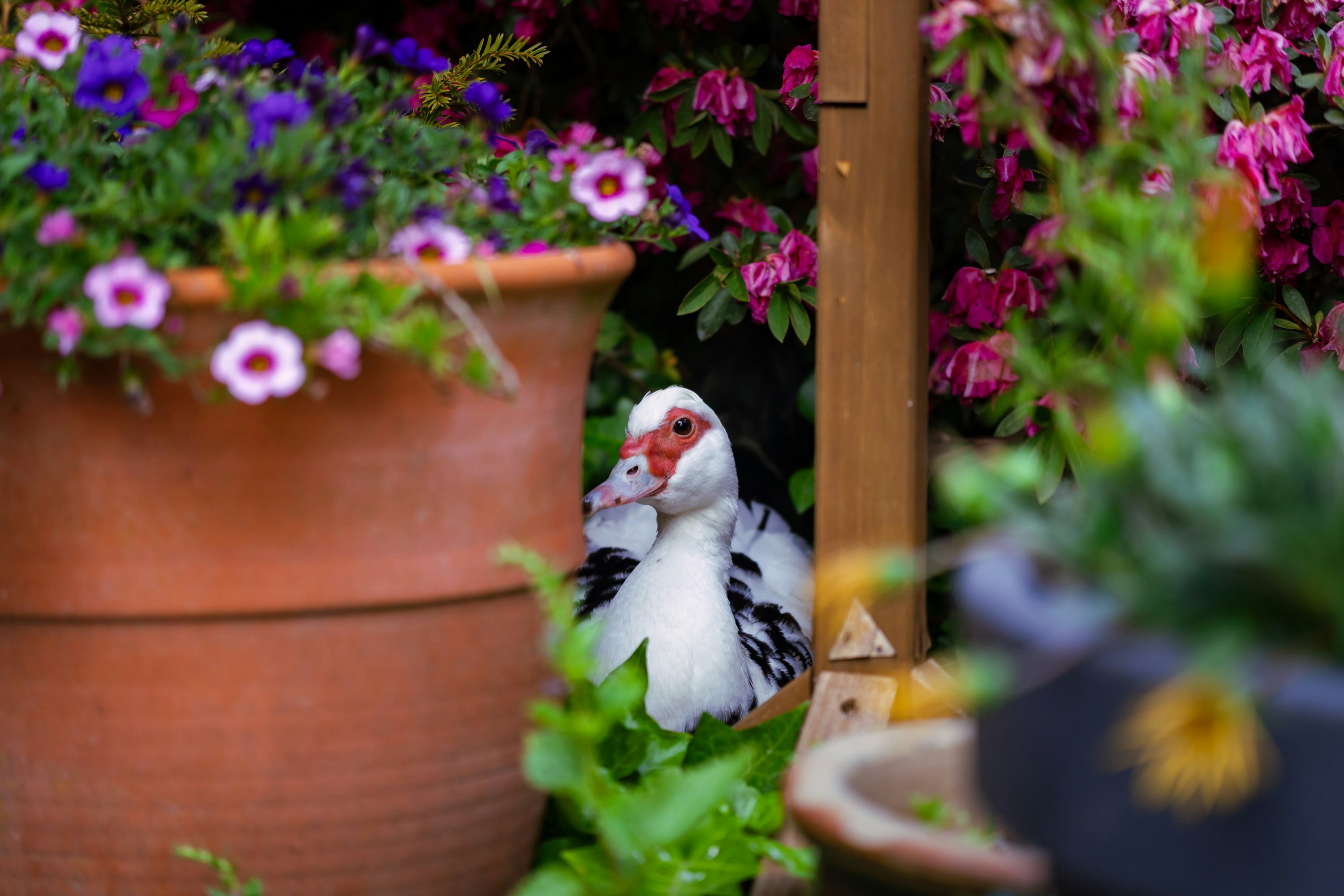 Duck in the Floral Nook: A Garden Moment Between Pots
